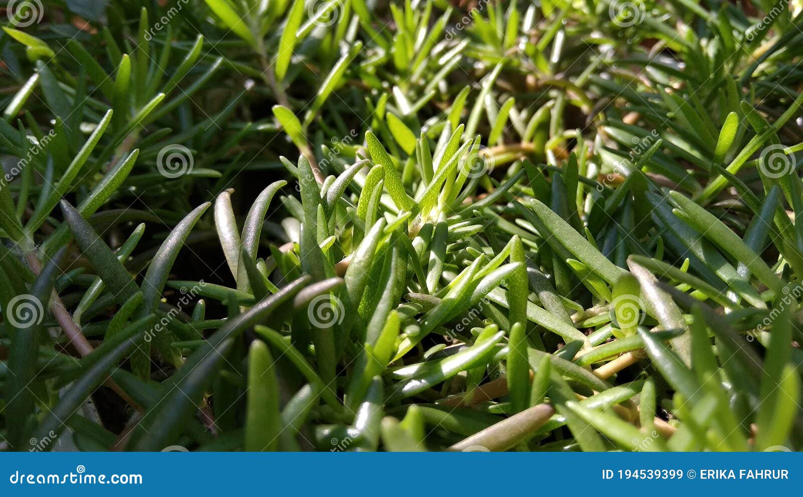Very Dense Green Grass is Fresh on the Look Stock Image - Image of ...