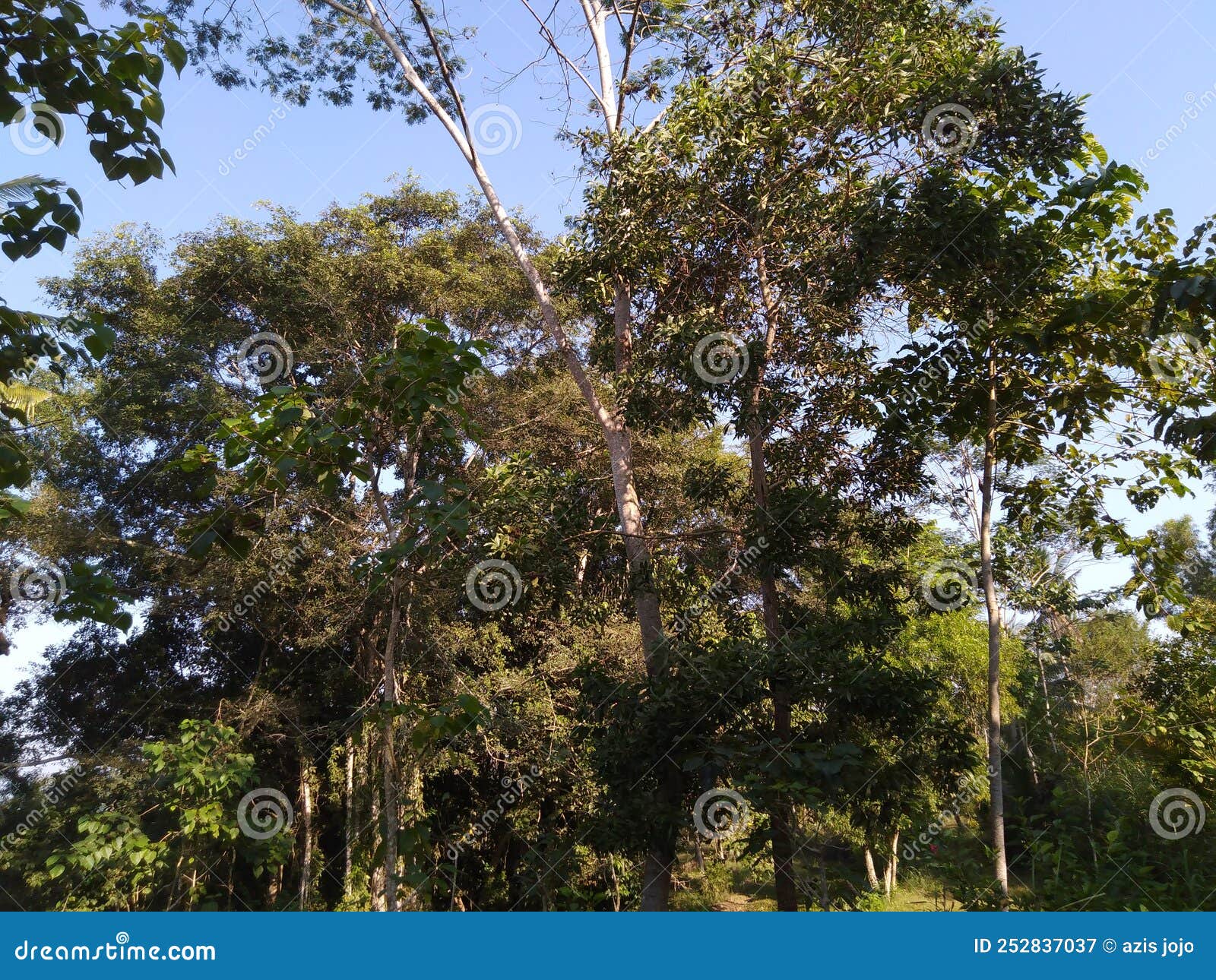 Very Dense Groves of Trees, Serving As a Store of Water Sources Stock ...