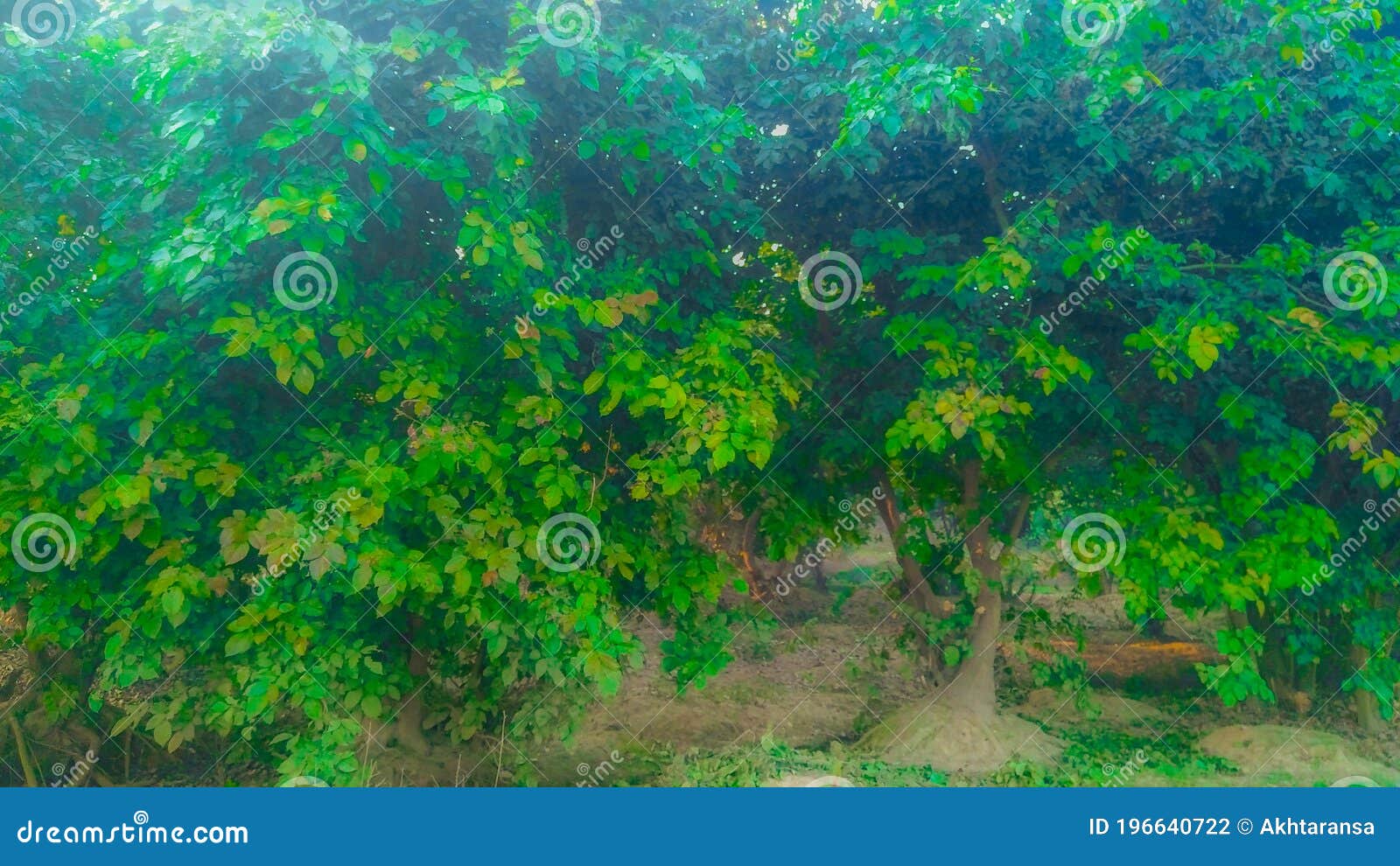 Very Dense Leaves of the Tree. Stock Photo - Image of soil, jungle ...
