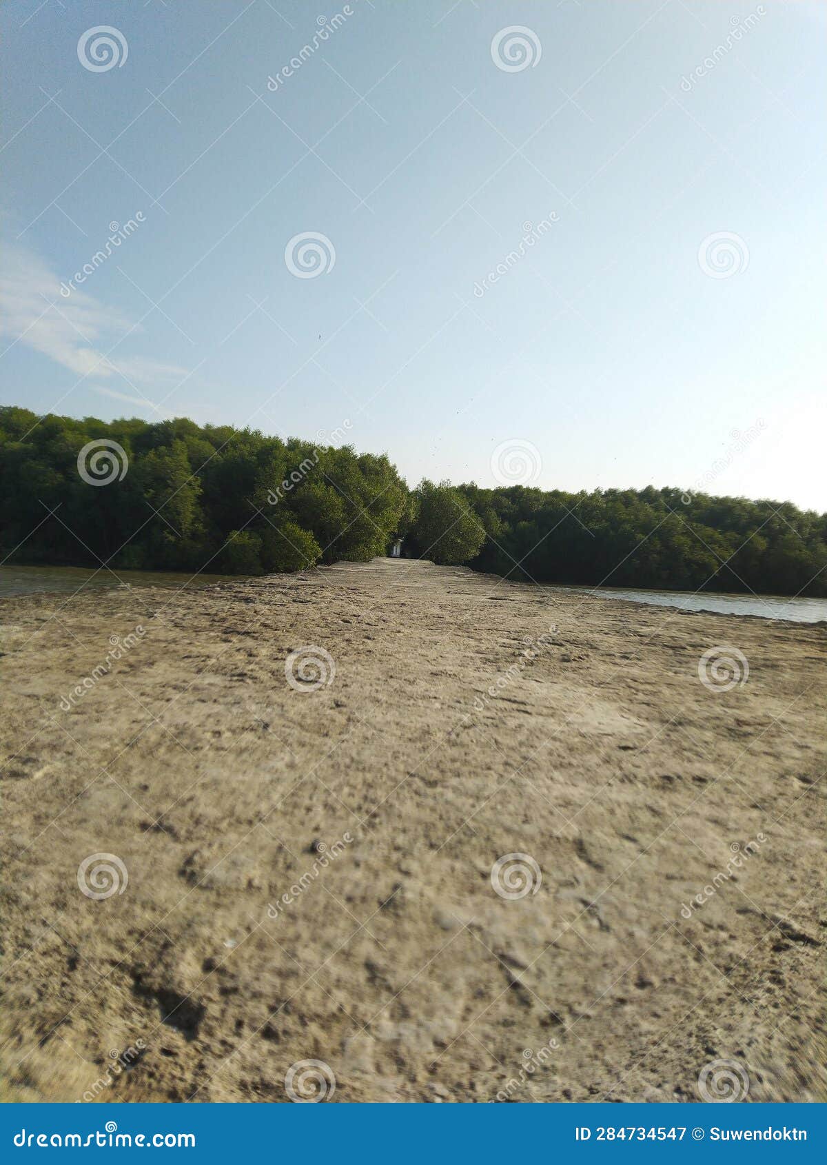A Very Dense Mangrove Forest in Indonesia in West Java, Cirebon Stock ...