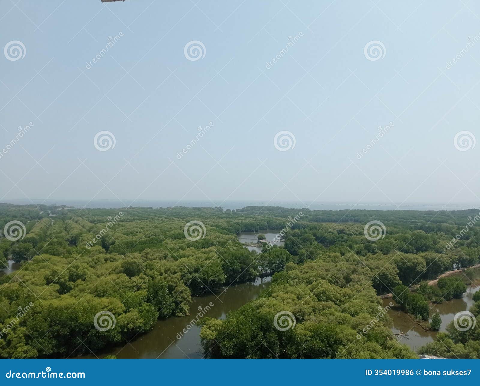 Very dense mangrove forest stock photo. Image of lake - 354019986