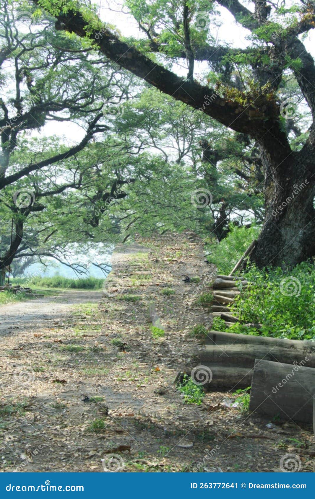 Very dense tree stock image. Image of full, tree, dense - 263772641