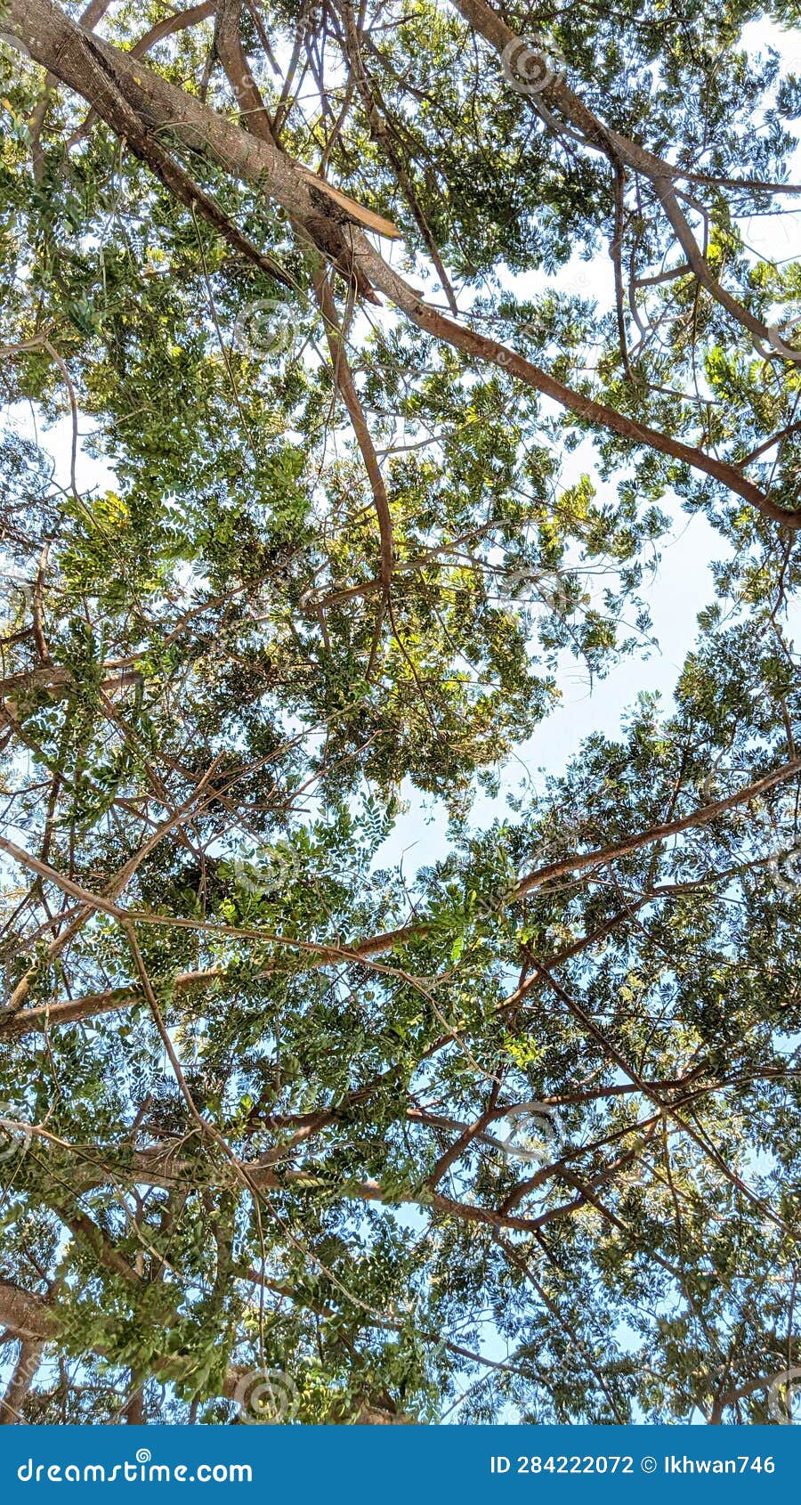 Very dense tree view stock photo. Image of lebat, tree - 284222072