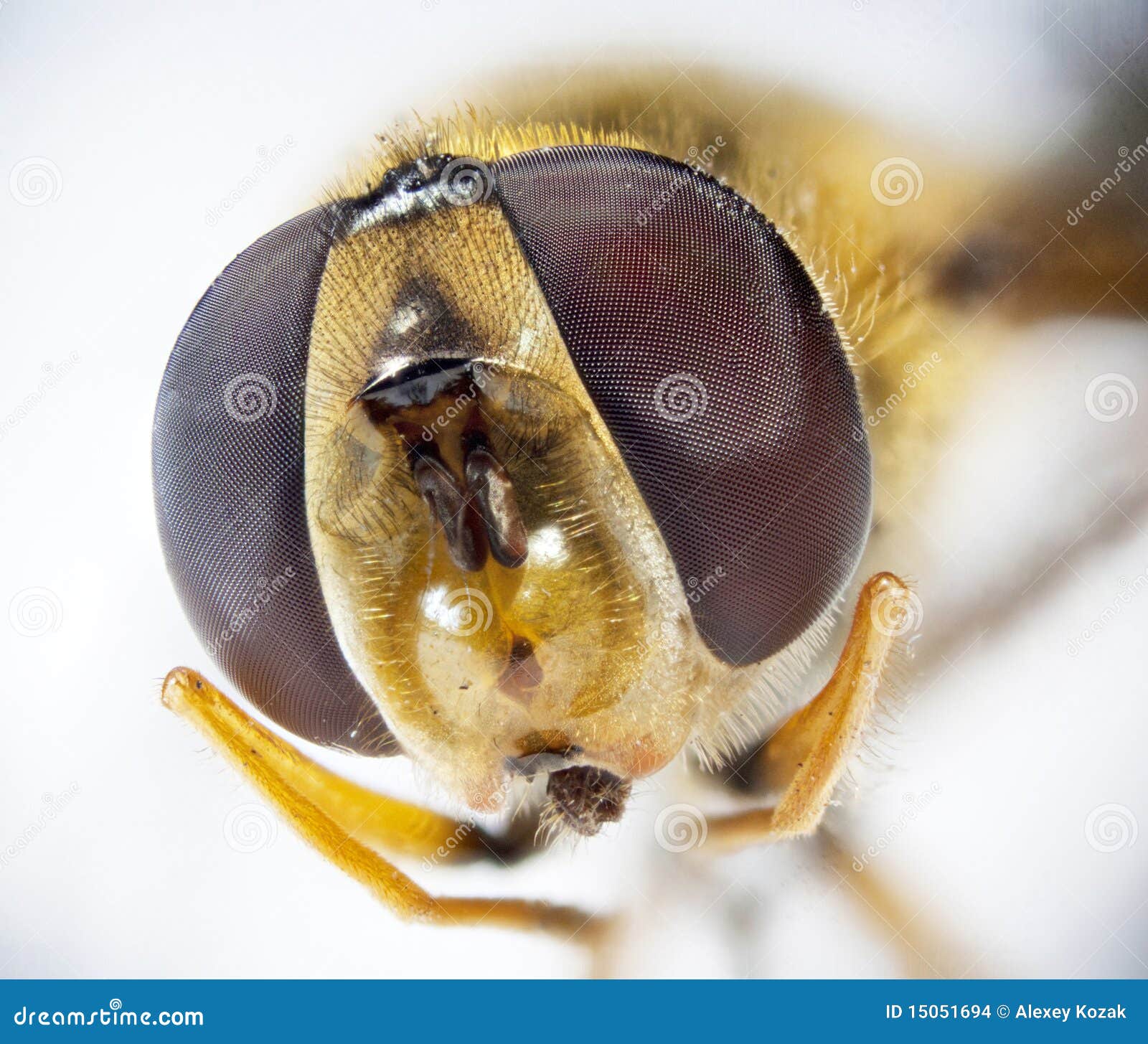 Very Detailed Portrait of Bee Stock Photo - Image of detailed, domestic ...