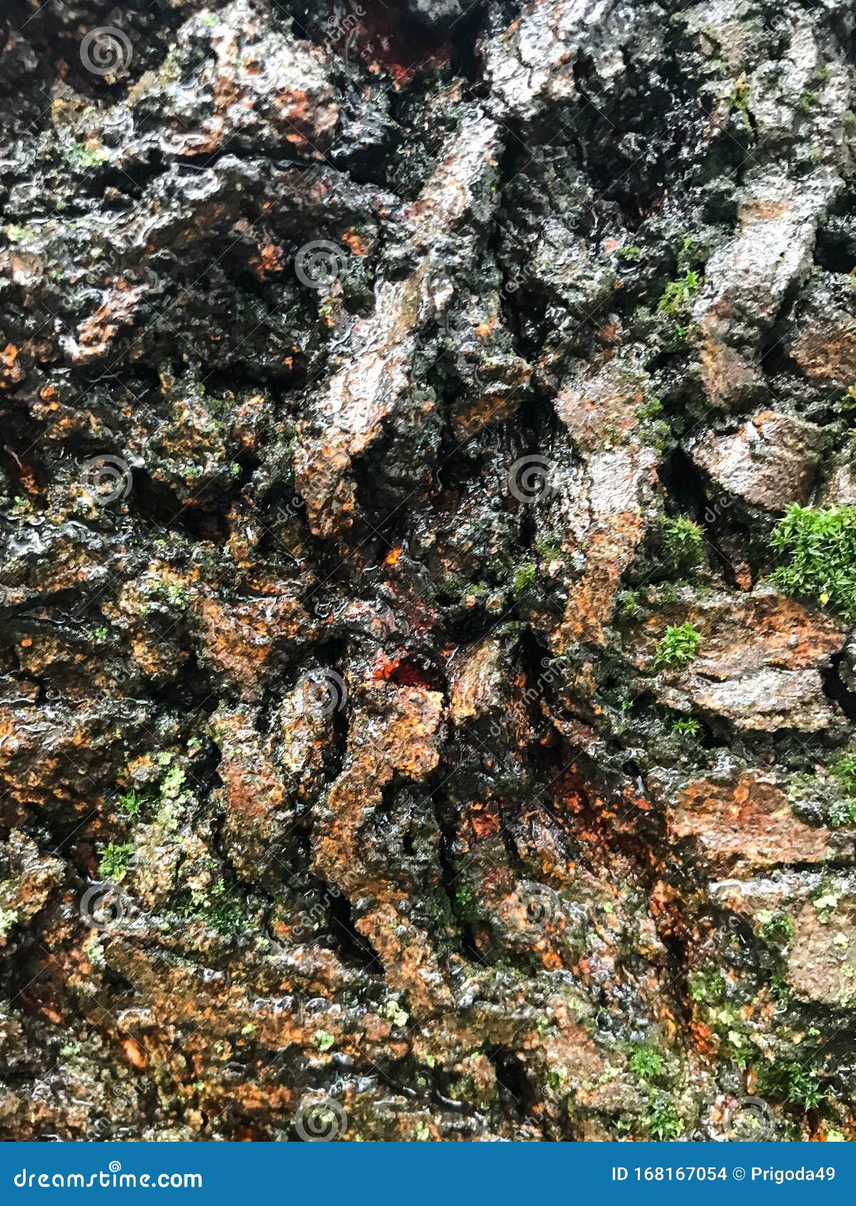 Very Detailed Tree Bark Structure. Stock Photo - Image of covered, mold ...