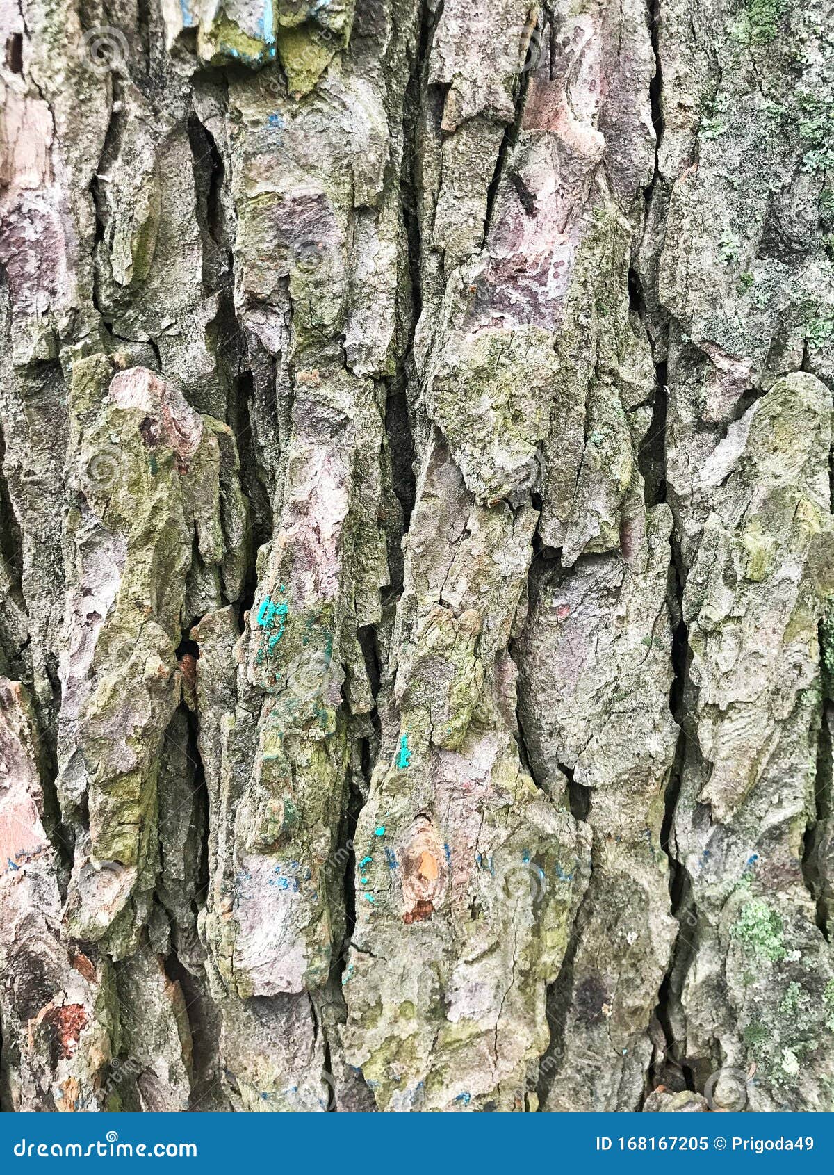 Very Detailed Tree Bark Structure. Stock Image - Image of tree, covered ...