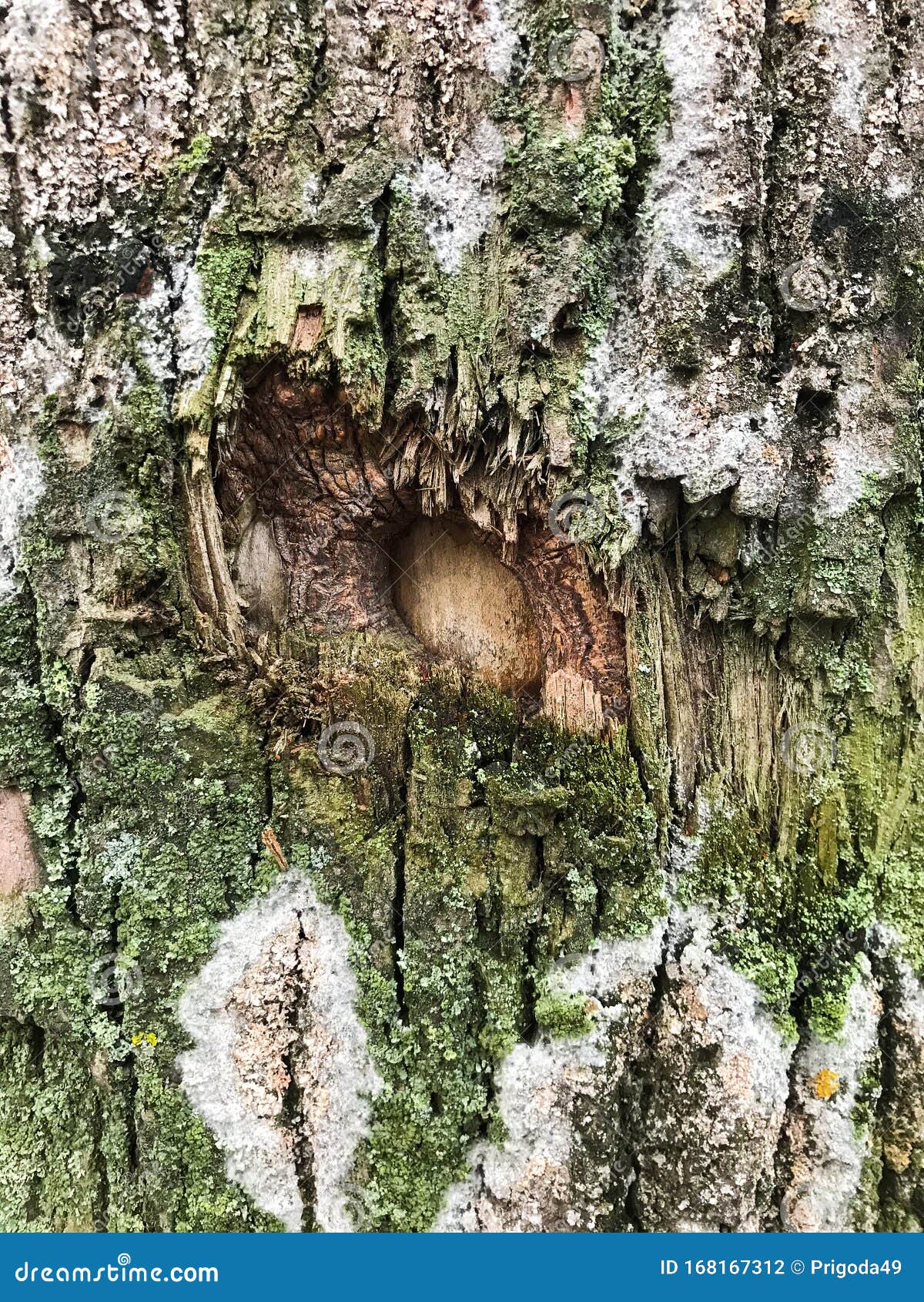 Very Detailed Tree Bark Structure. Stock Photo - Image of visible, bark ...