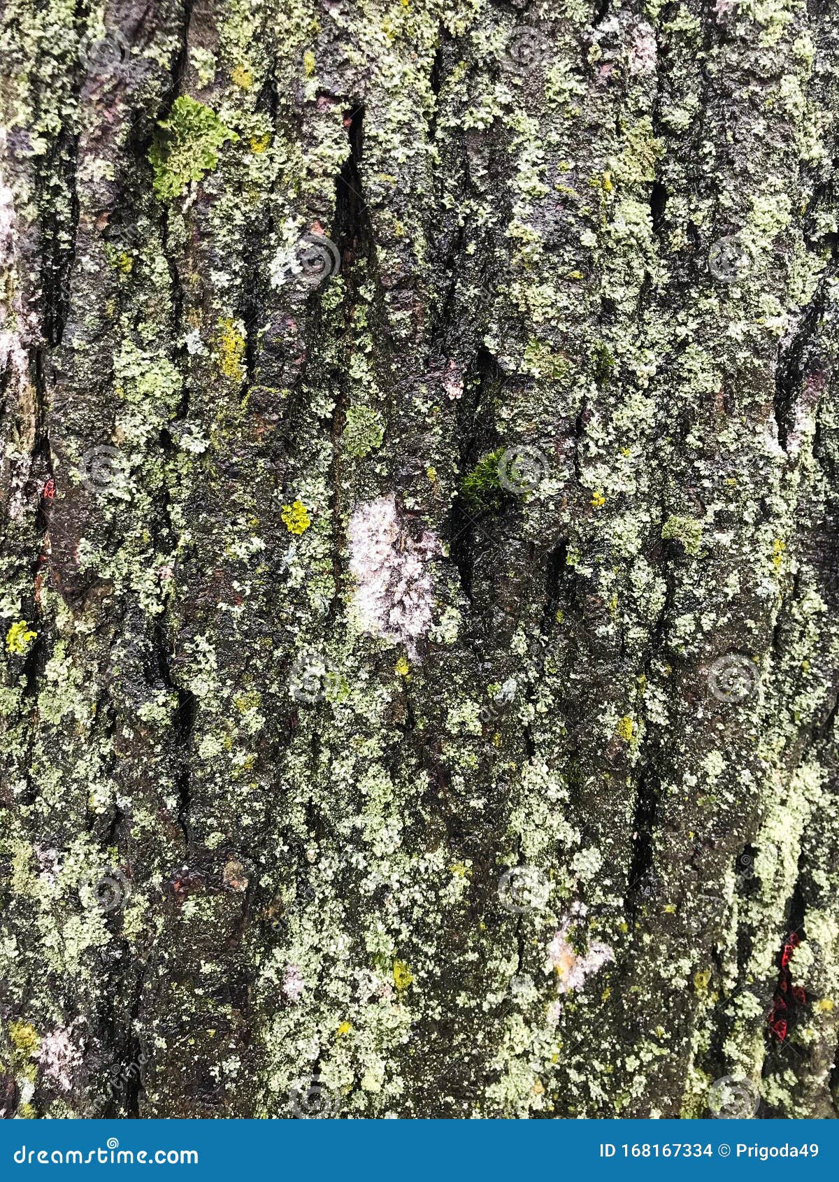 Very Detailed Tree Bark Structure. Stock Photo - Image of visible, bark ...