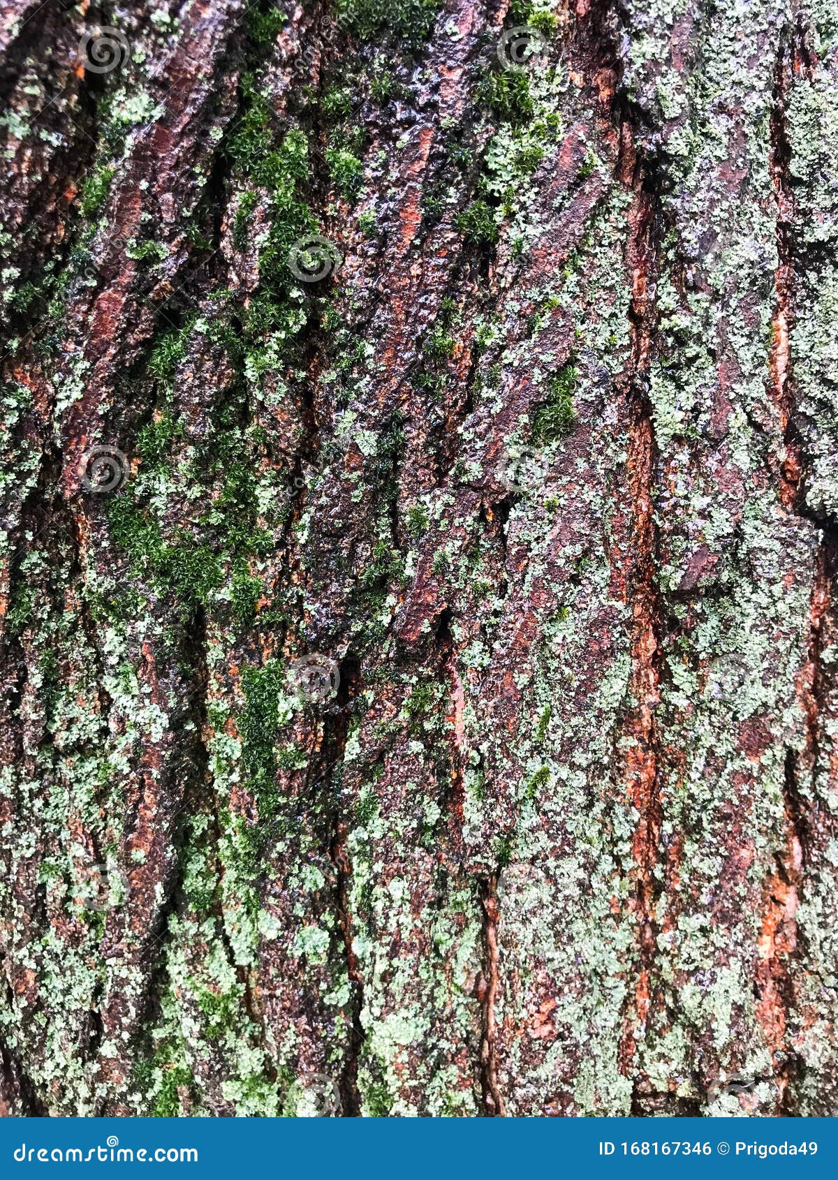 Very Detailed Tree Bark Structure. Stock Photo - Image of insect ...
