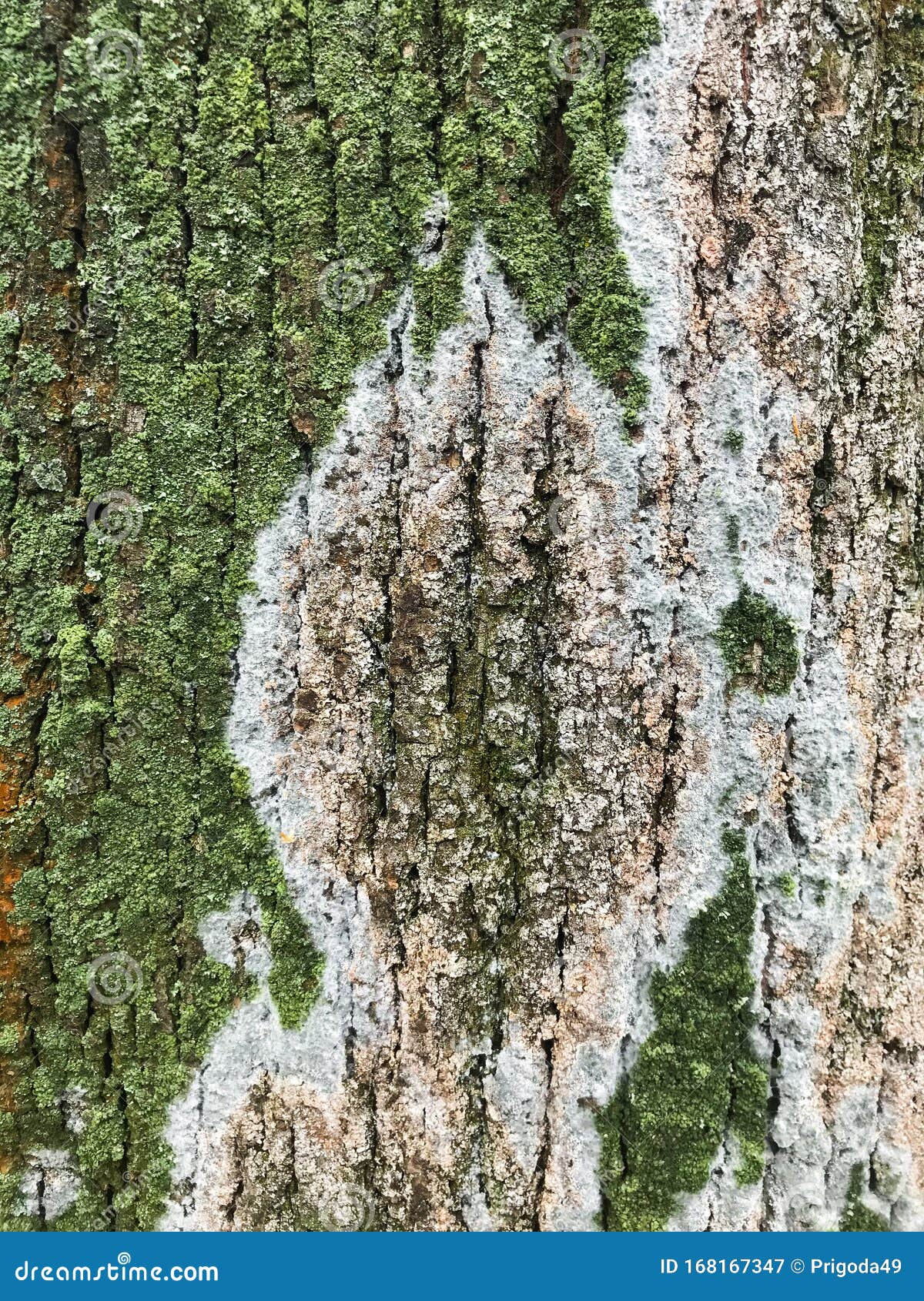 Very Detailed Tree Bark Structure. Stock Image - Image of surface ...