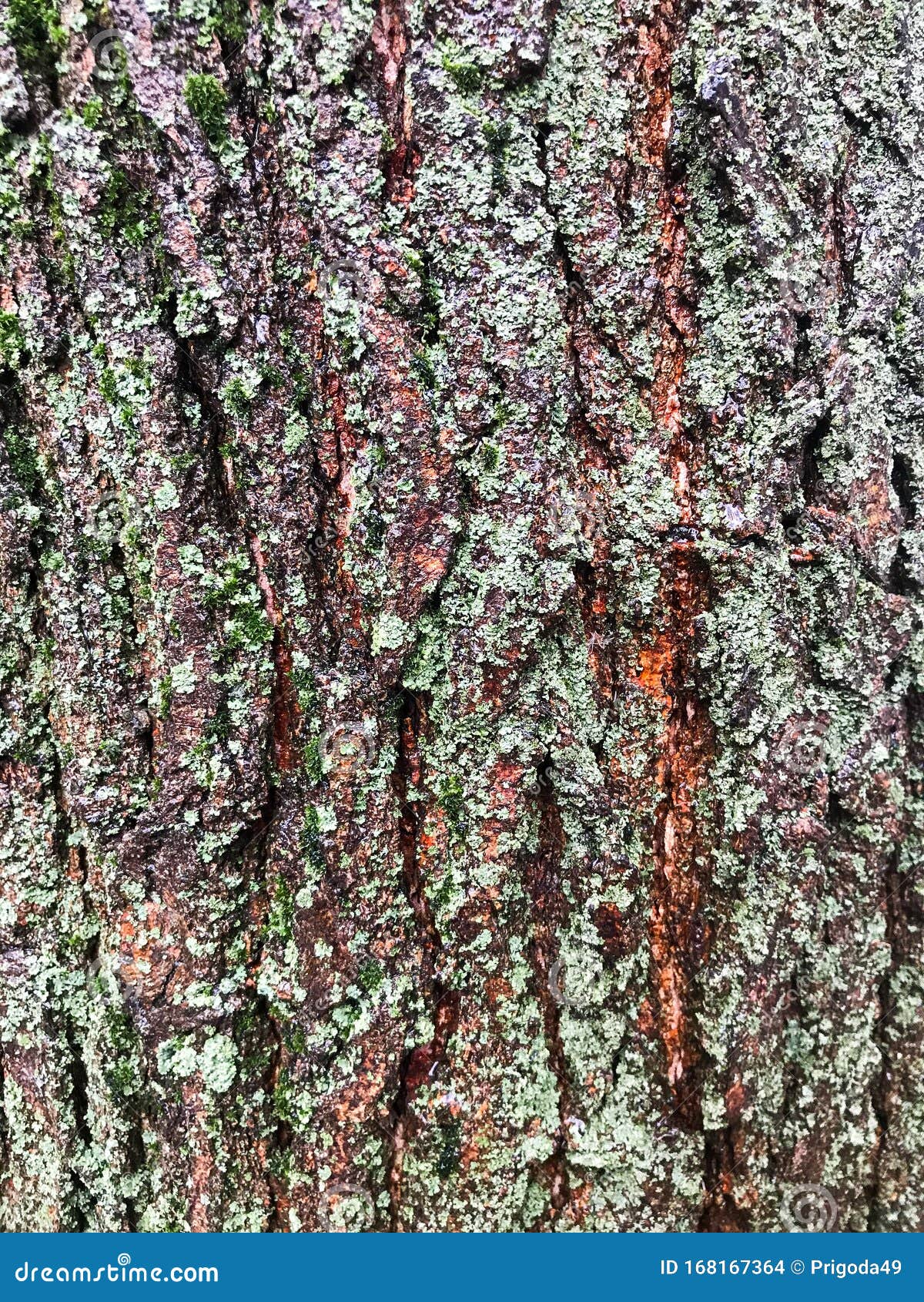 Very Detailed Tree Bark Structure. Stock Photo - Image of insect, bark ...
