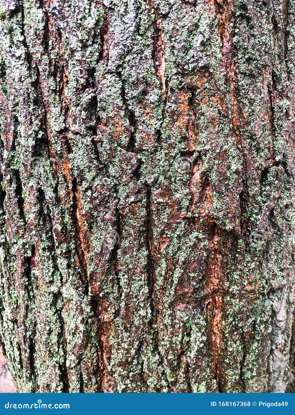 Very Detailed Tree Bark Structure. Stock Photo - Image of breakdown ...