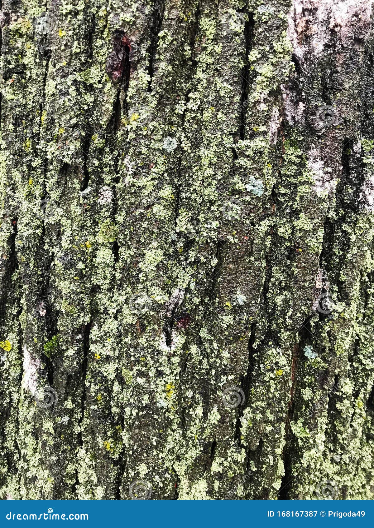 Very Detailed Tree Bark Structure. Stock Image - Image of breakdown ...