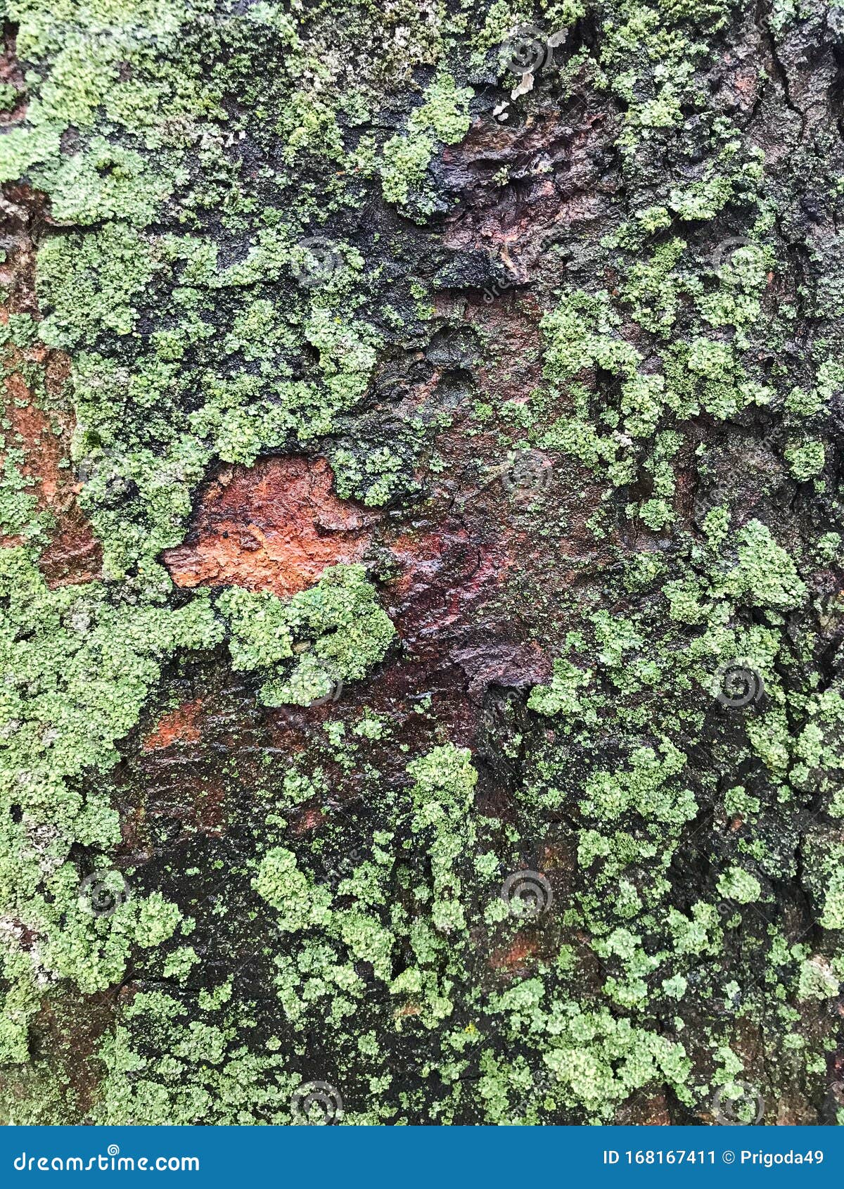 Very Detailed Tree Bark Structure. Stock Image - Image of bark, insect ...