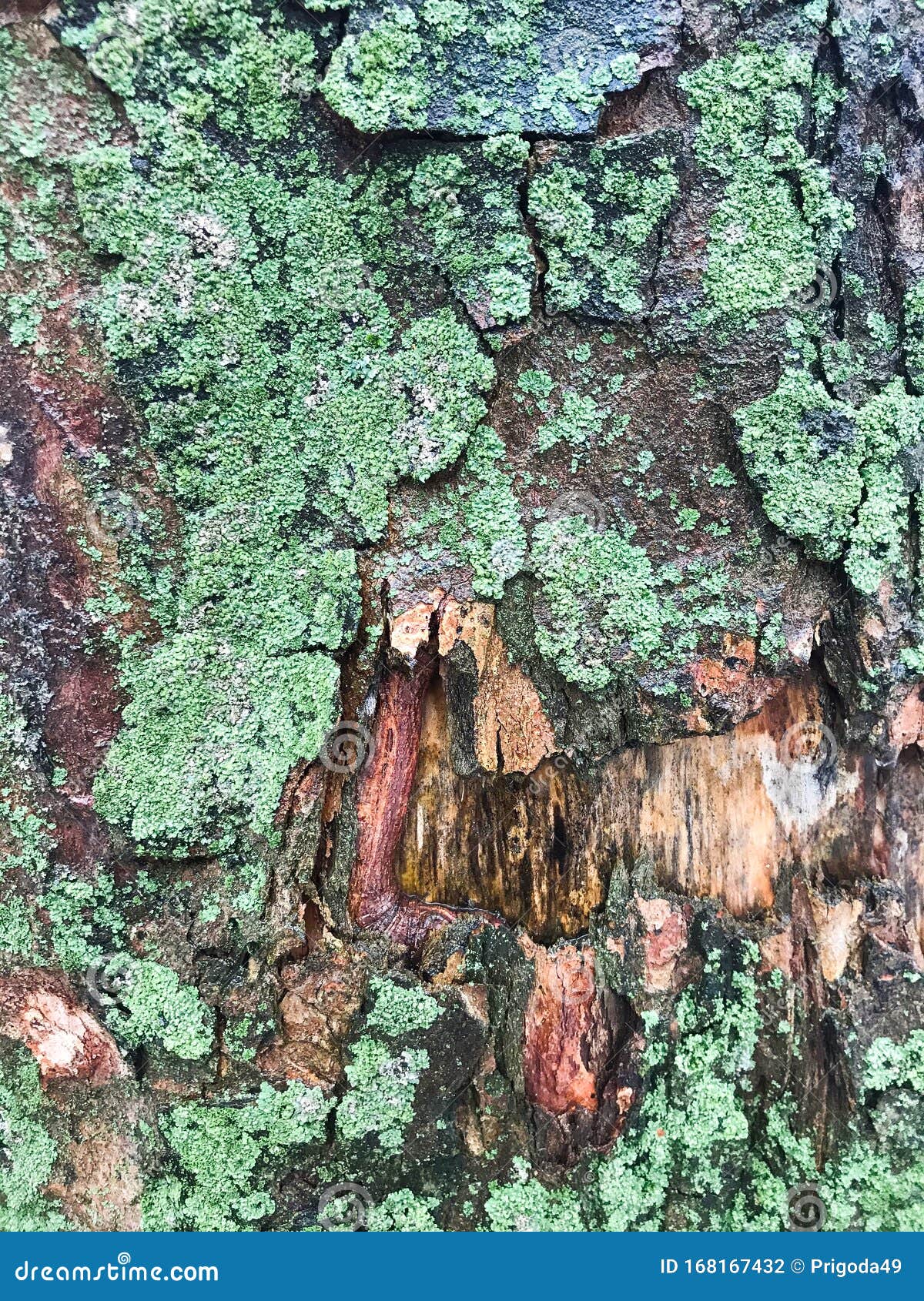 Very Detailed Tree Bark Structure. Stock Photo - Image of mold ...