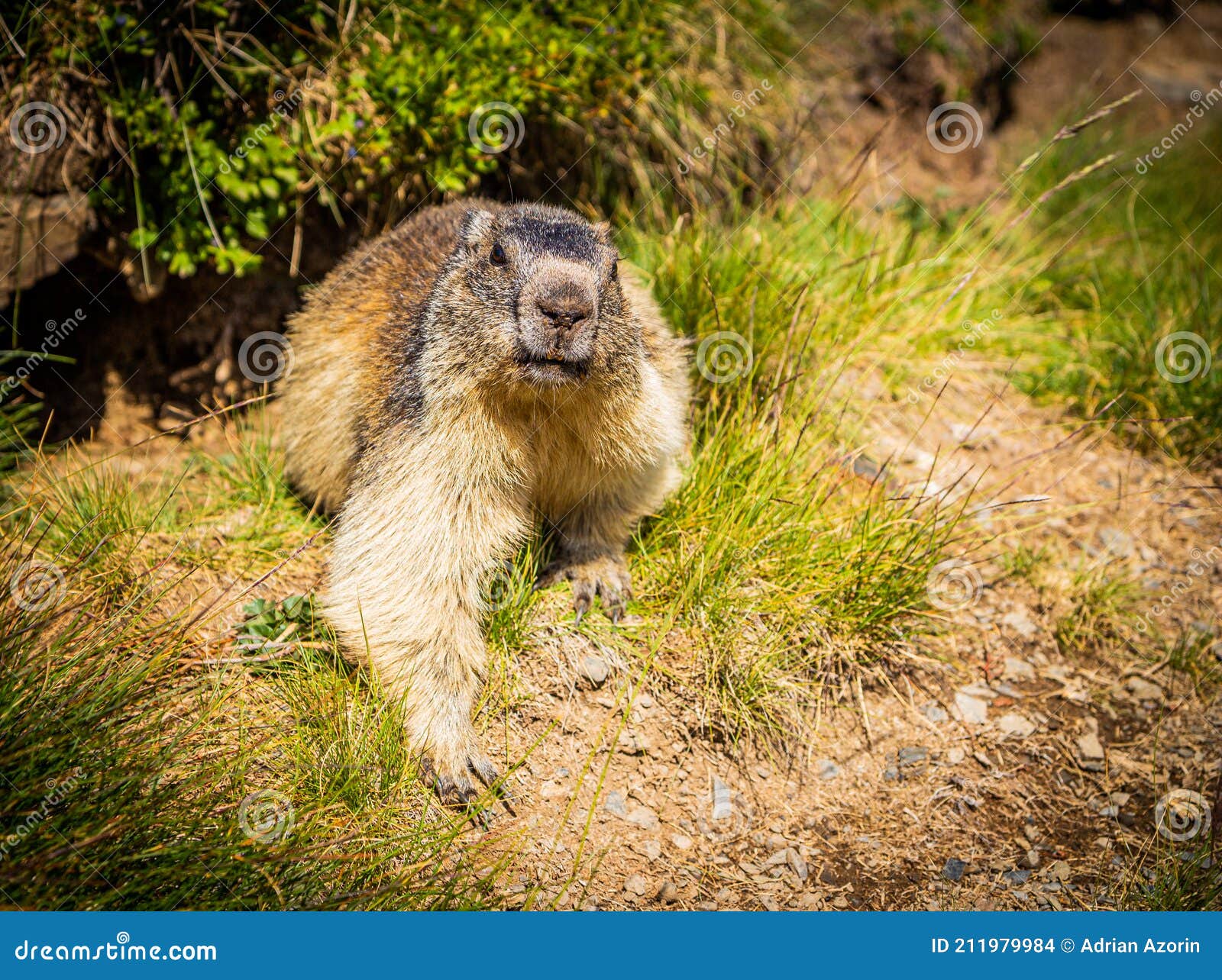 Very Determined Groundhog Walking Towards the Camera through a Green ...