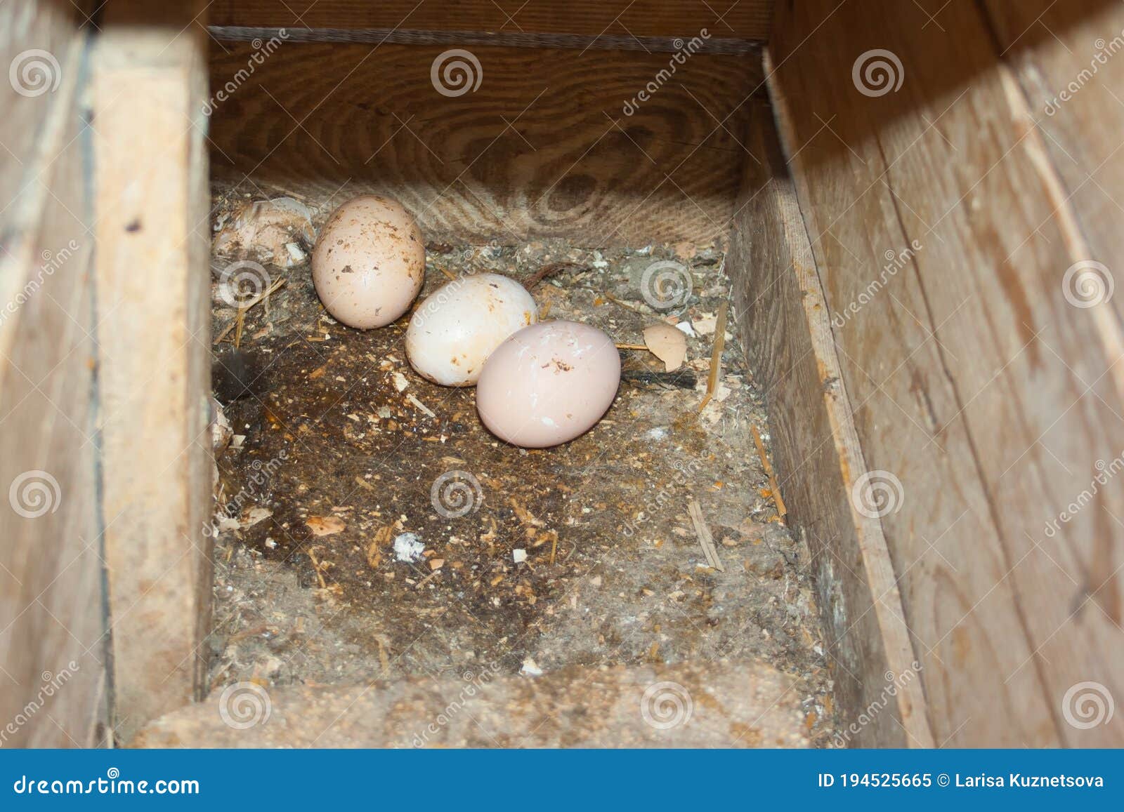 Very Dirty Chicken Eggs in the Coop. Stock Image - Image of chicken ...