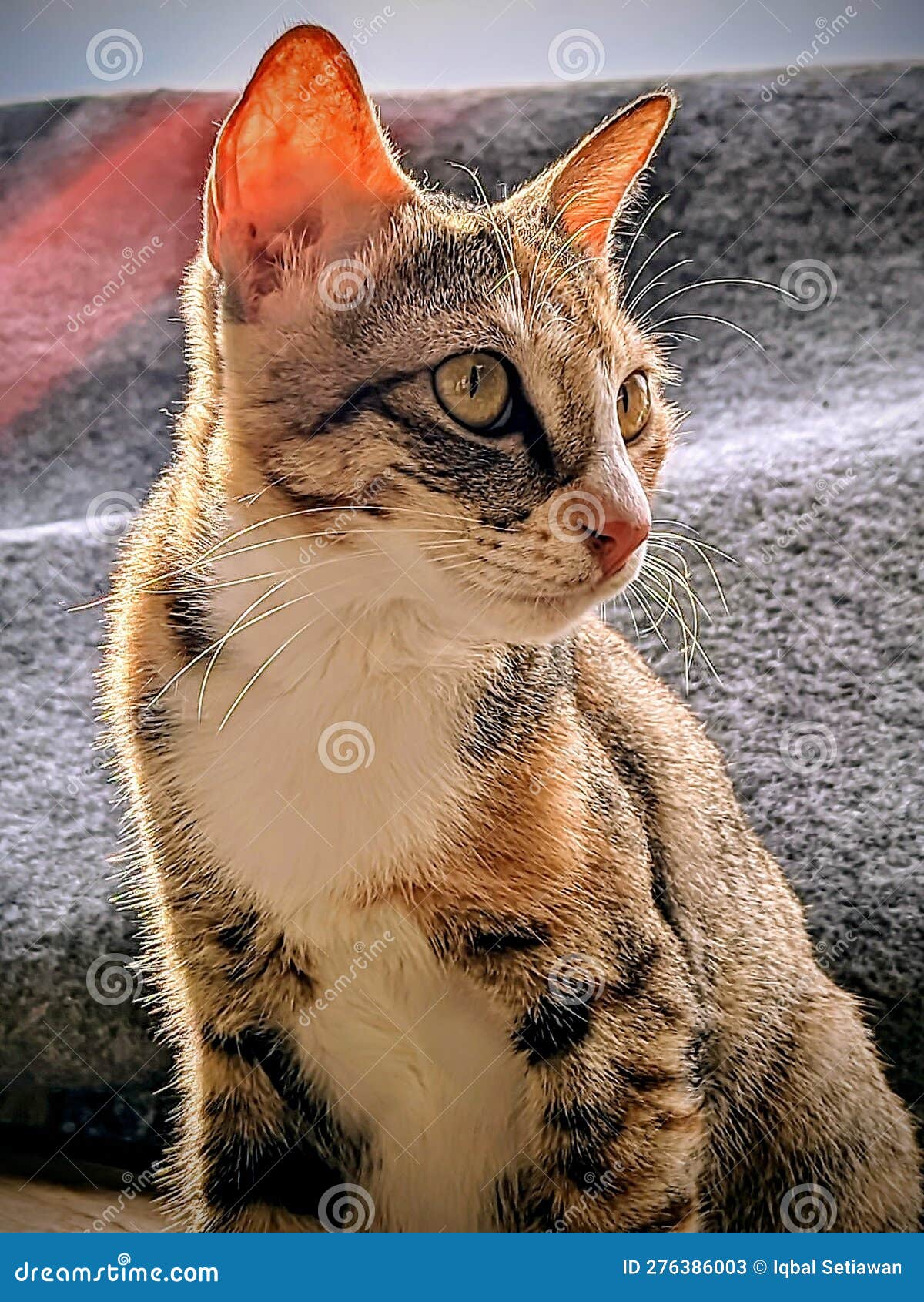 A Very Dramatic Young Cat when Photographed Stock Image - Image of ...