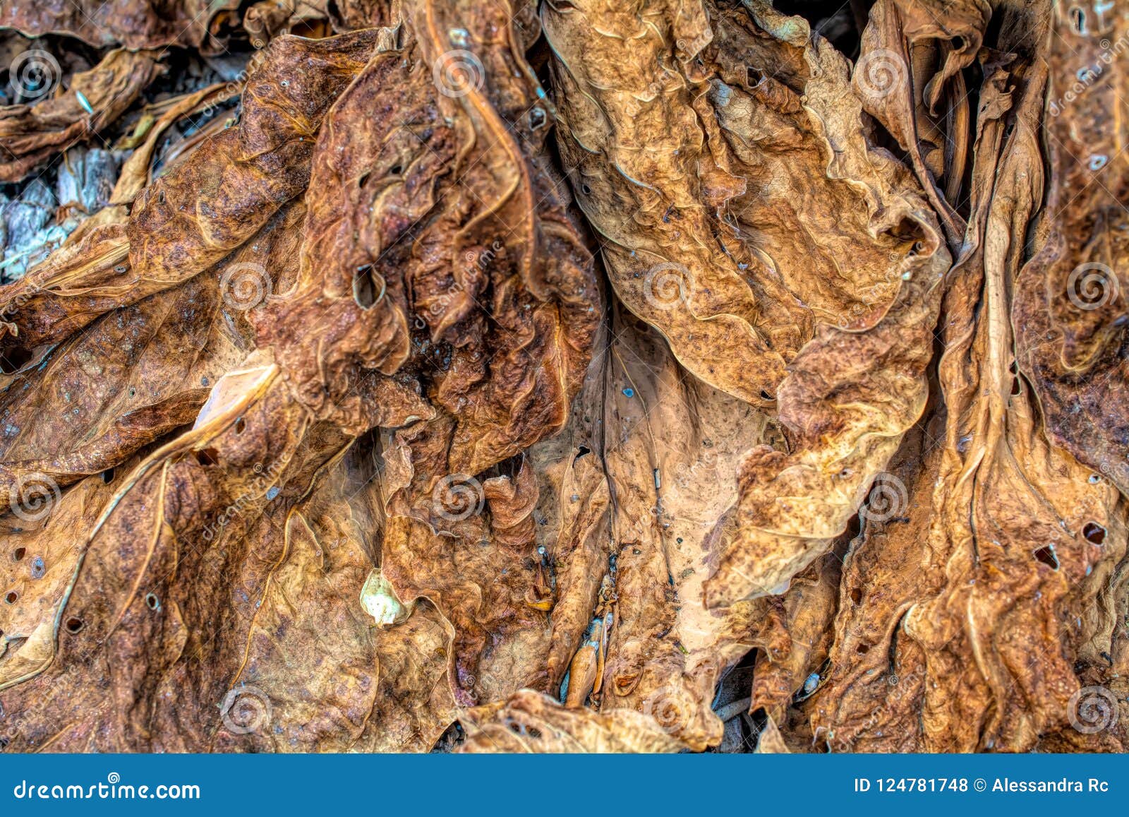 Dry Leaves Texture and Background Stock Photo - Image of copy, abstract ...