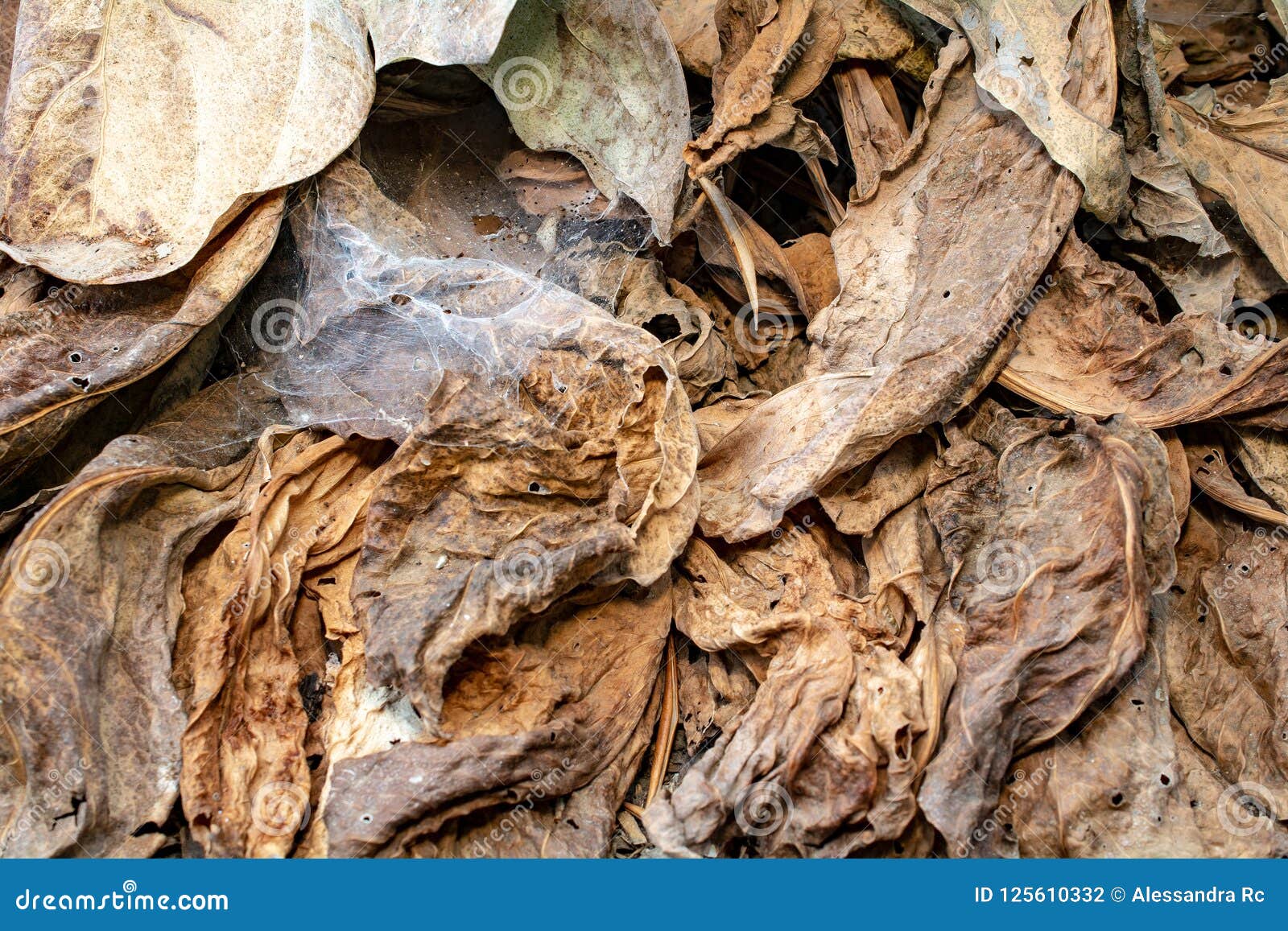 Dry Leaves Texture and Background Stock Photo - Image of drought, copy ...