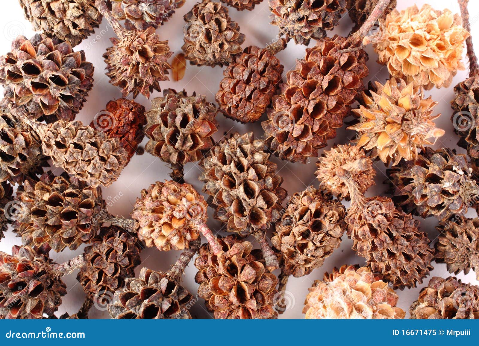 Very dry pine seeds. stock image. Image of season, cone - 16671475