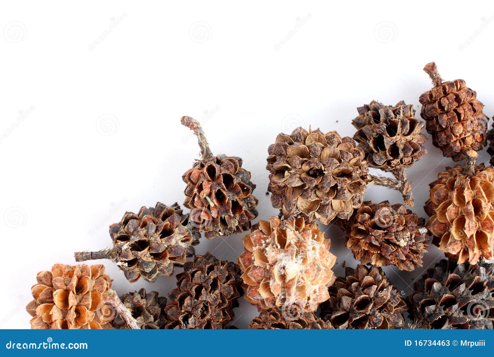 Very dry pine seeds. stock image. Image of season, evergreen - 16734463
