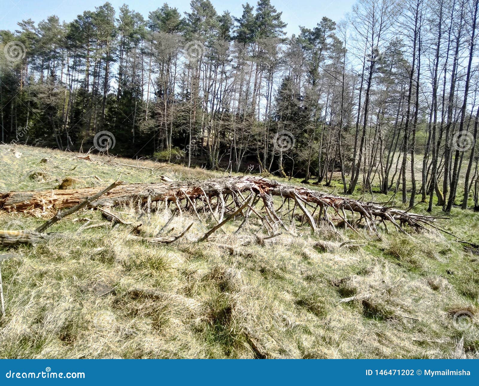 A Very Dry Tree in the Forest Stock Photo - Image of forest, wood ...