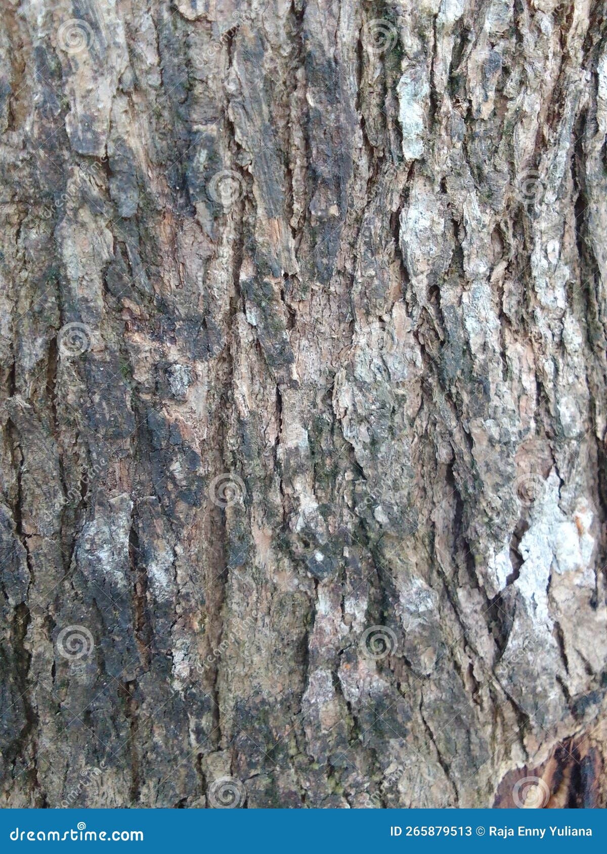 Very dry tree trunk stock image. Image of wall, trunk - 265879513