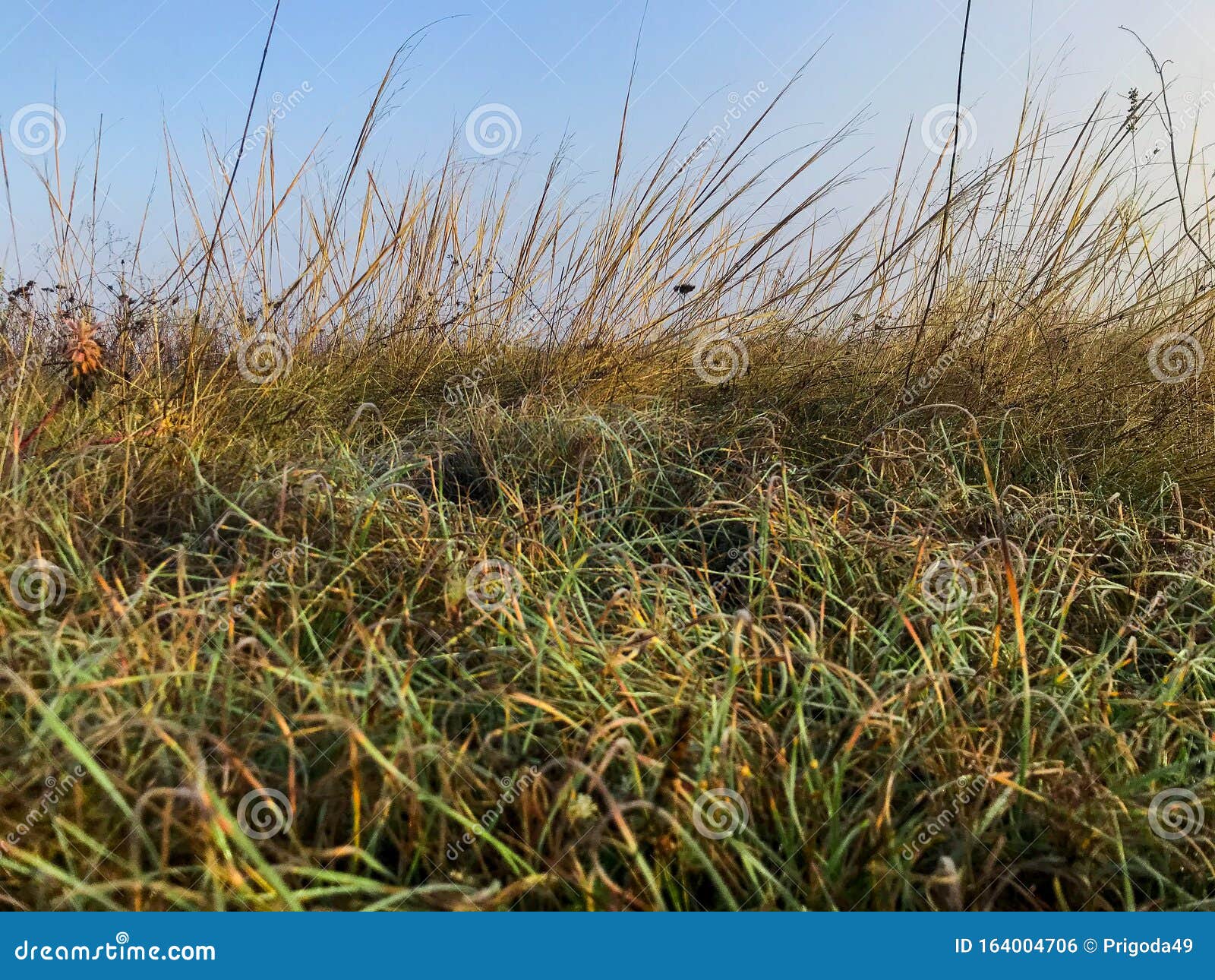 Very dry wild grass. stock photo. Image of solitary - 164004706