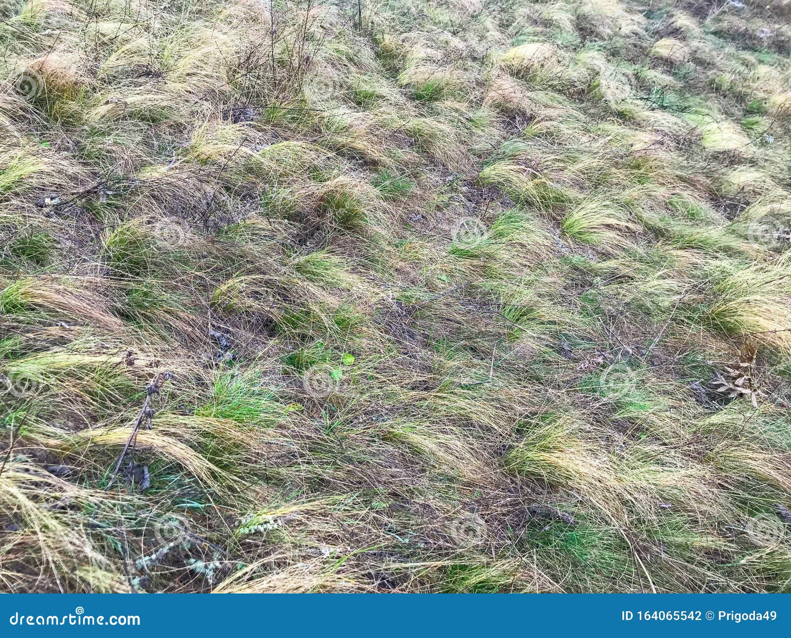 Very dry wild grass. stock photo. Image of landscape - 164065542