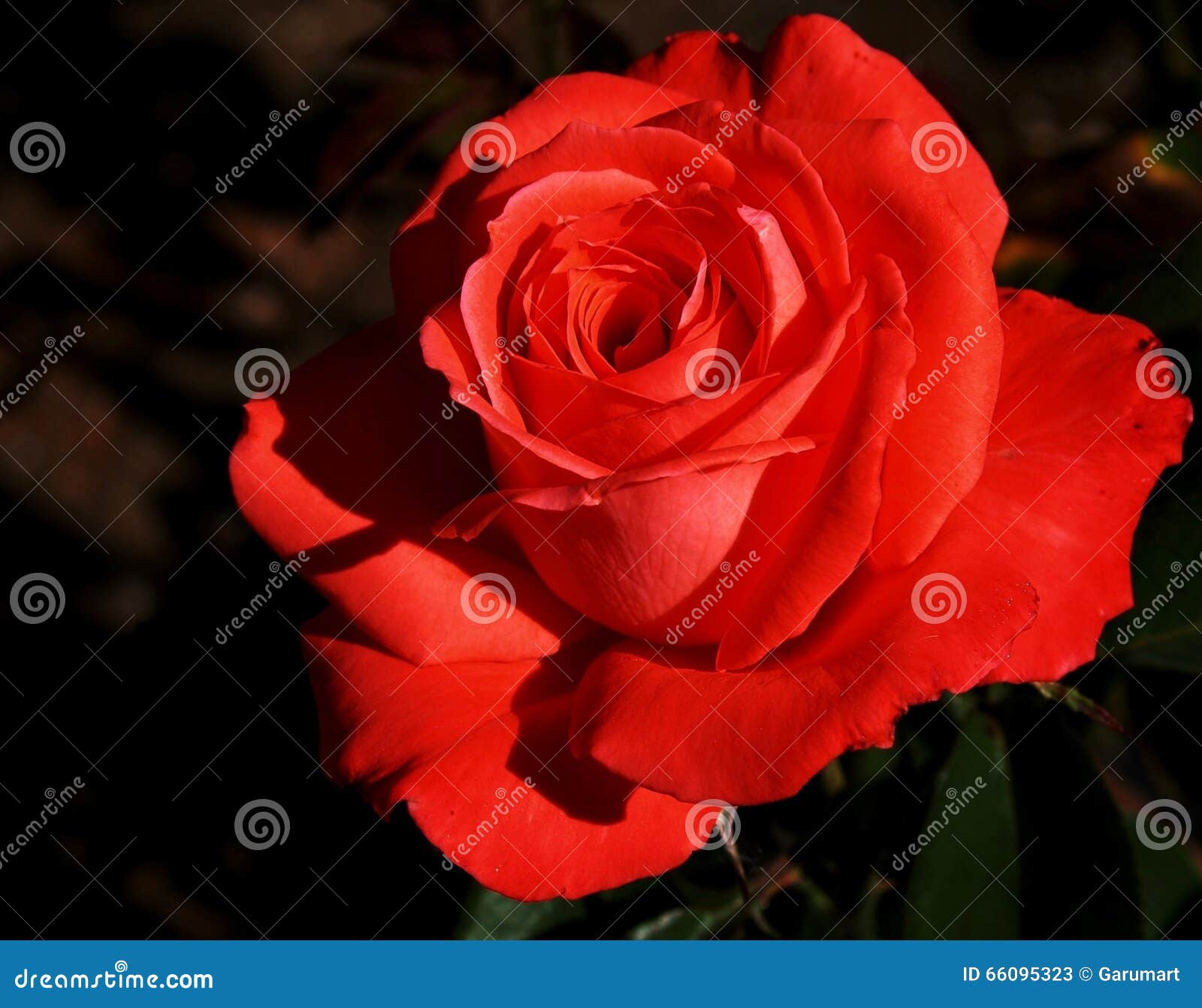 Very elegant red rose stock image. Image of feeling, petals - 66095323