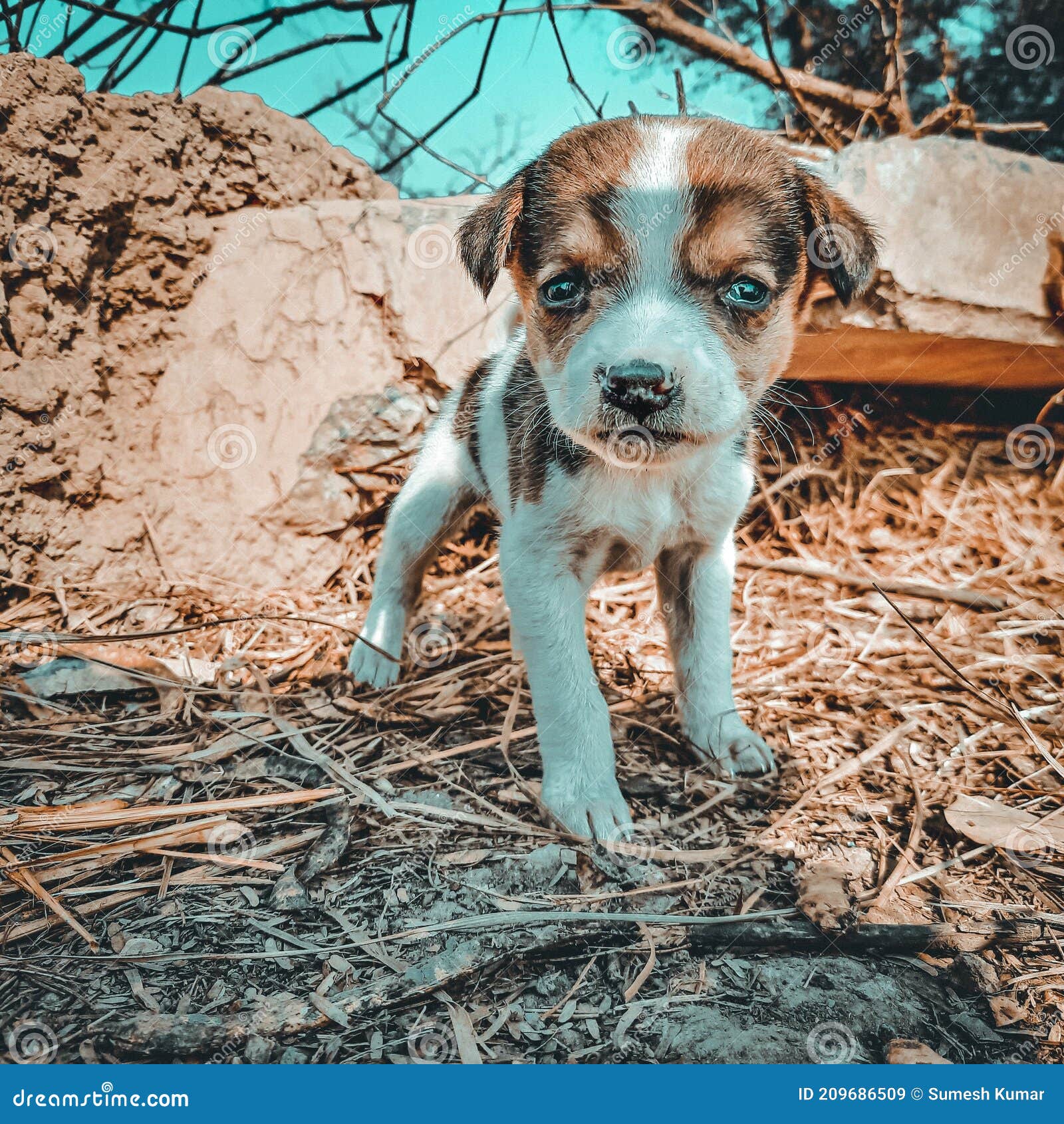 Very Emotional and Cute Dog Image Stock Image - Image of jmahe ...