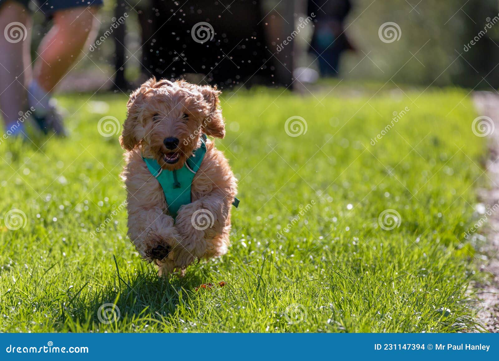 A Very Excited Cockapoo Makes a Splash As it Runs Toward the Camera ...