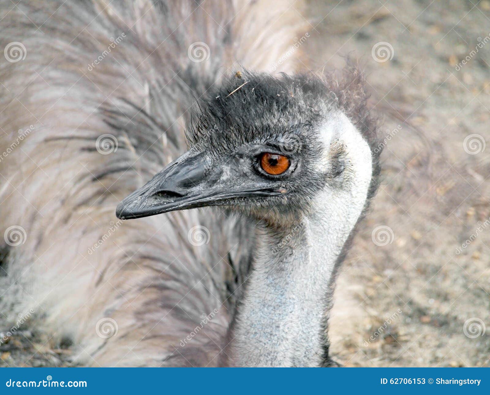 Very Expressive Emu Portrait Stock Image - Image of nature, outside ...
