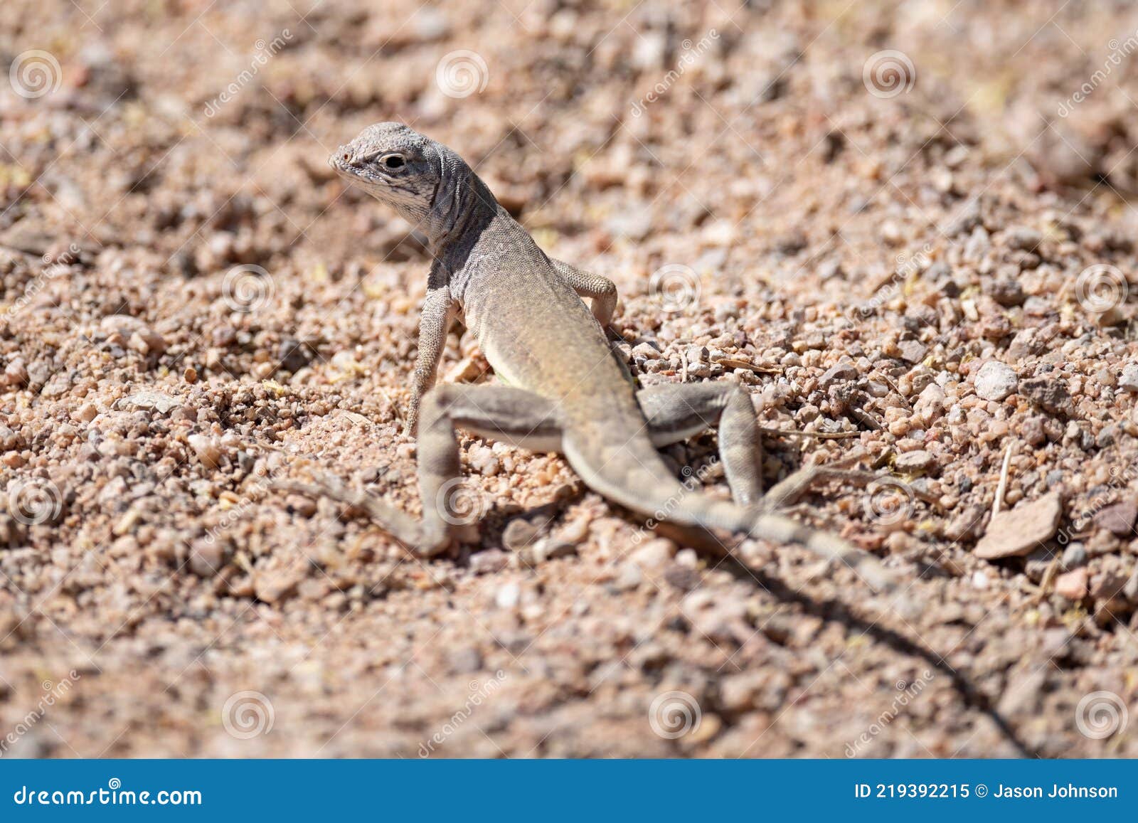 A very fast desert lizard stock image. Image of sandy - 219392215