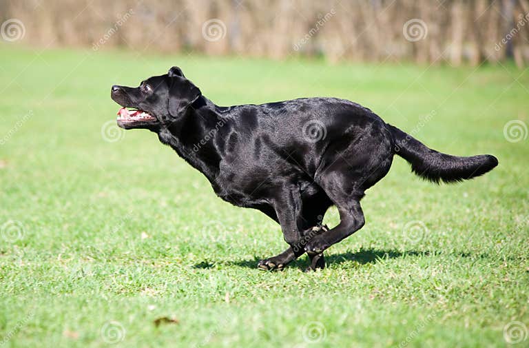 Very fast dog stock photo. Image of nature, summer, retriever - 9332410