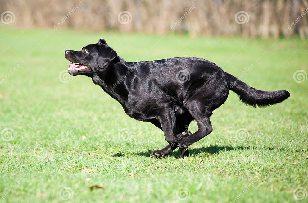 Very fast dog stock photo. Image of nature, summer, retriever - 9332410