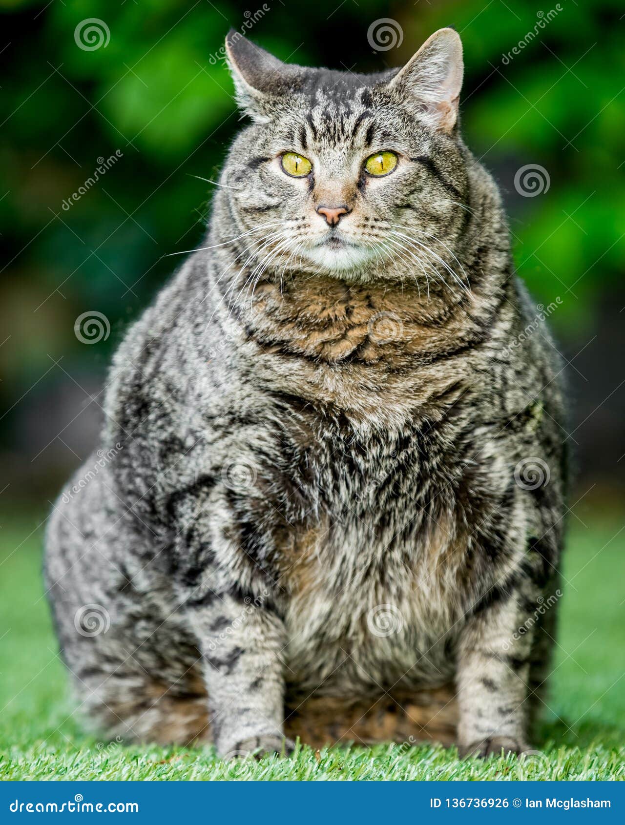 A Very Fat Cat Sitting on the Grass Stock Photo - Image of ground ...