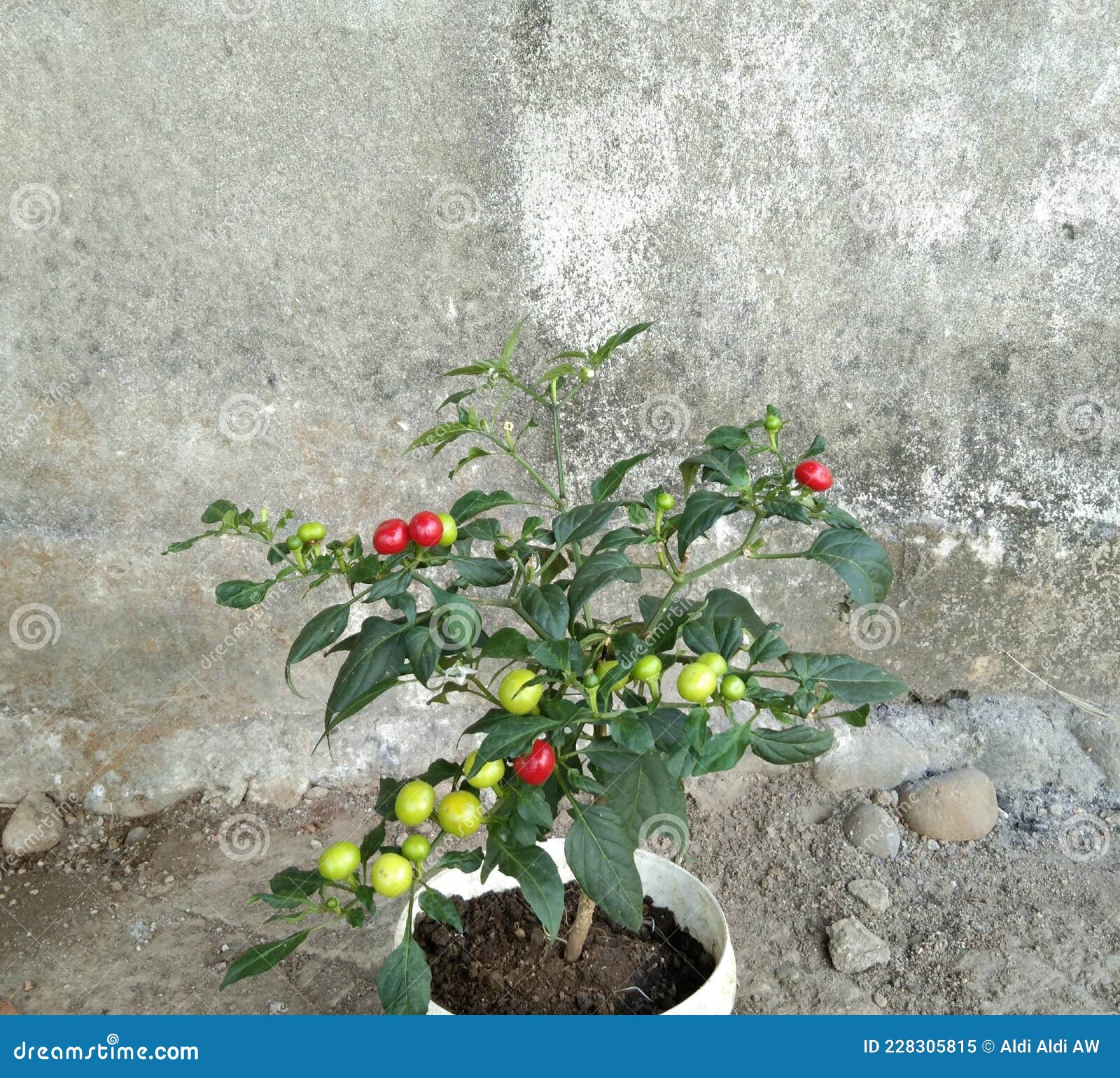 Very Fertile Apple Chili Right in the Yard Stock Image - Image of chili ...