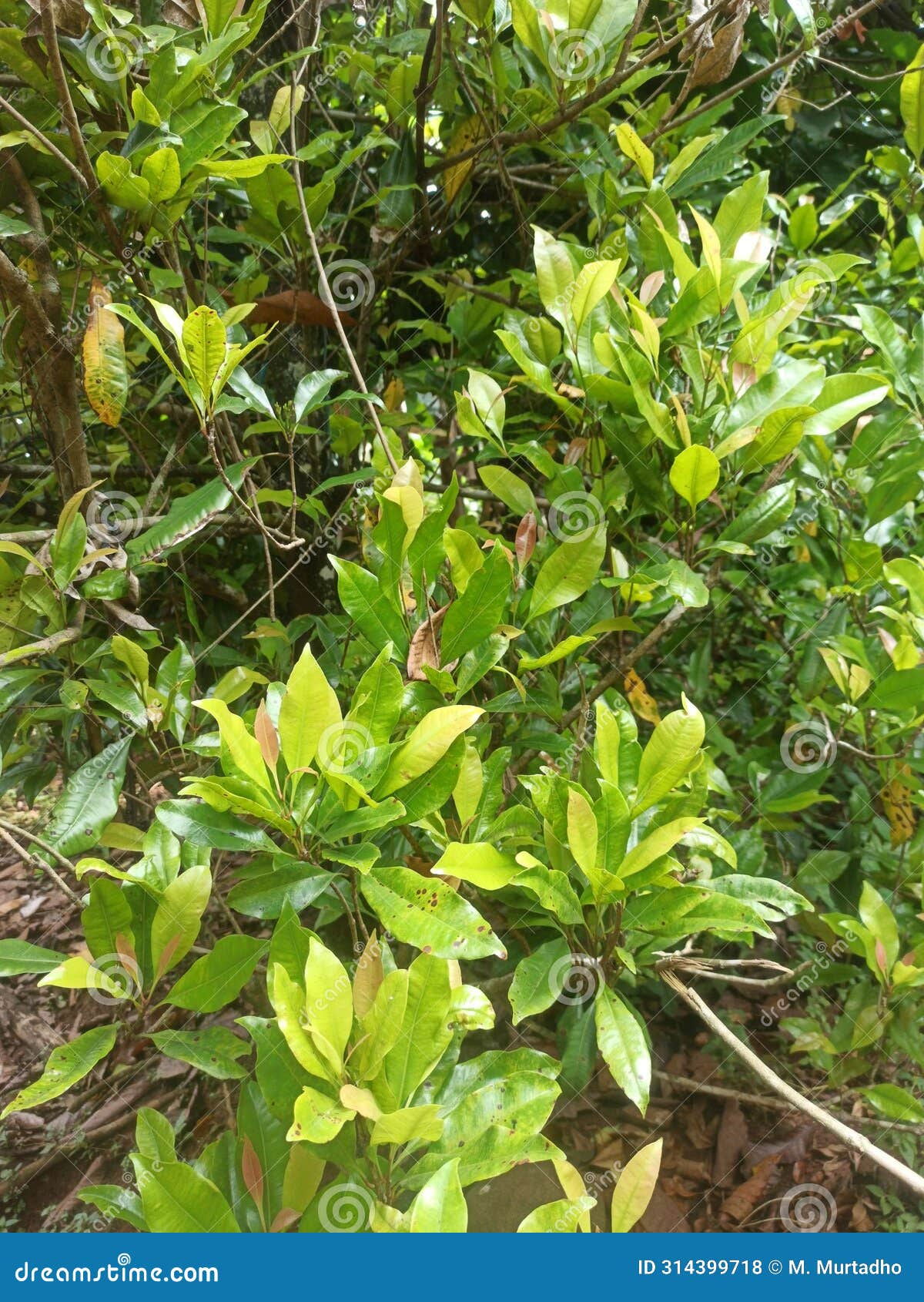This is a Very Fertile and Fragrant Clove Tree Stock Photo - Image of ...