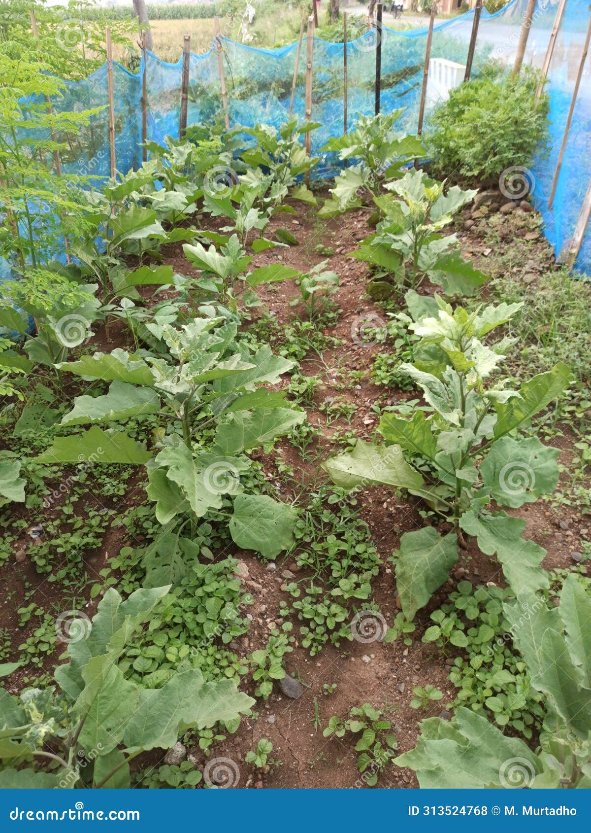 This is a Very Fertile Green Eggplant Land Stock Photo - Image of ...