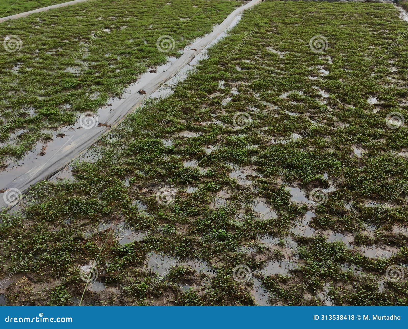 This is a Very Fertile and Large Clover Field Stock Photo - Image of ...