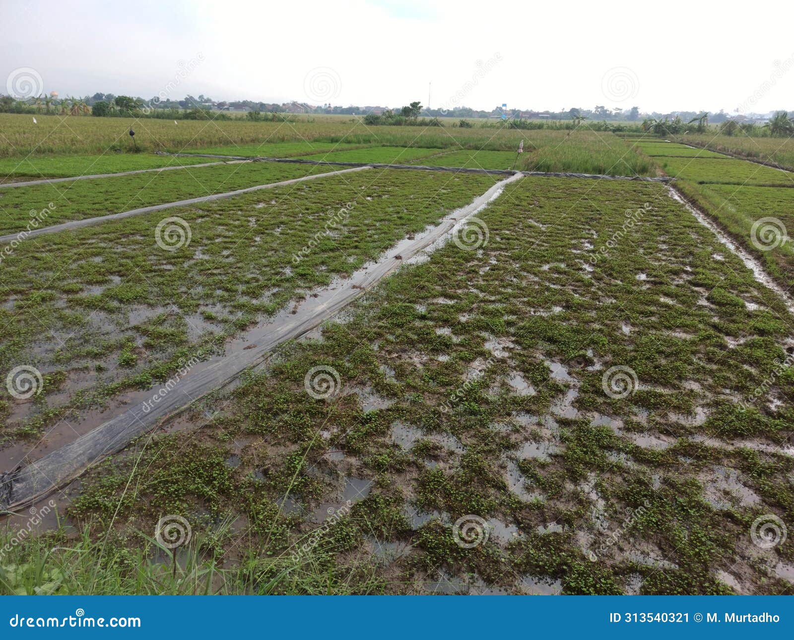 This is a Very Fertile and Large Clover Field Stock Image - Image of ...