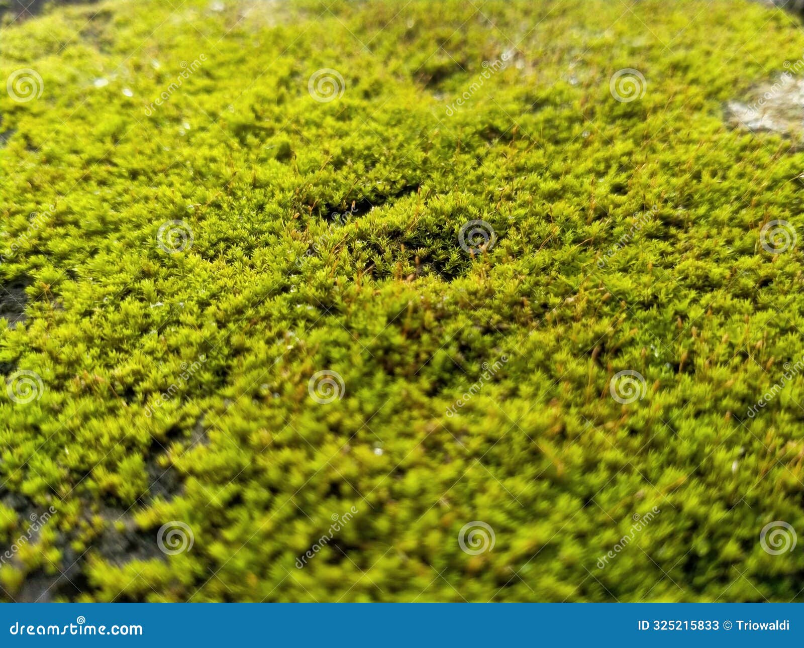 Very fertile moss plants stock image. Image of plant - 325215833