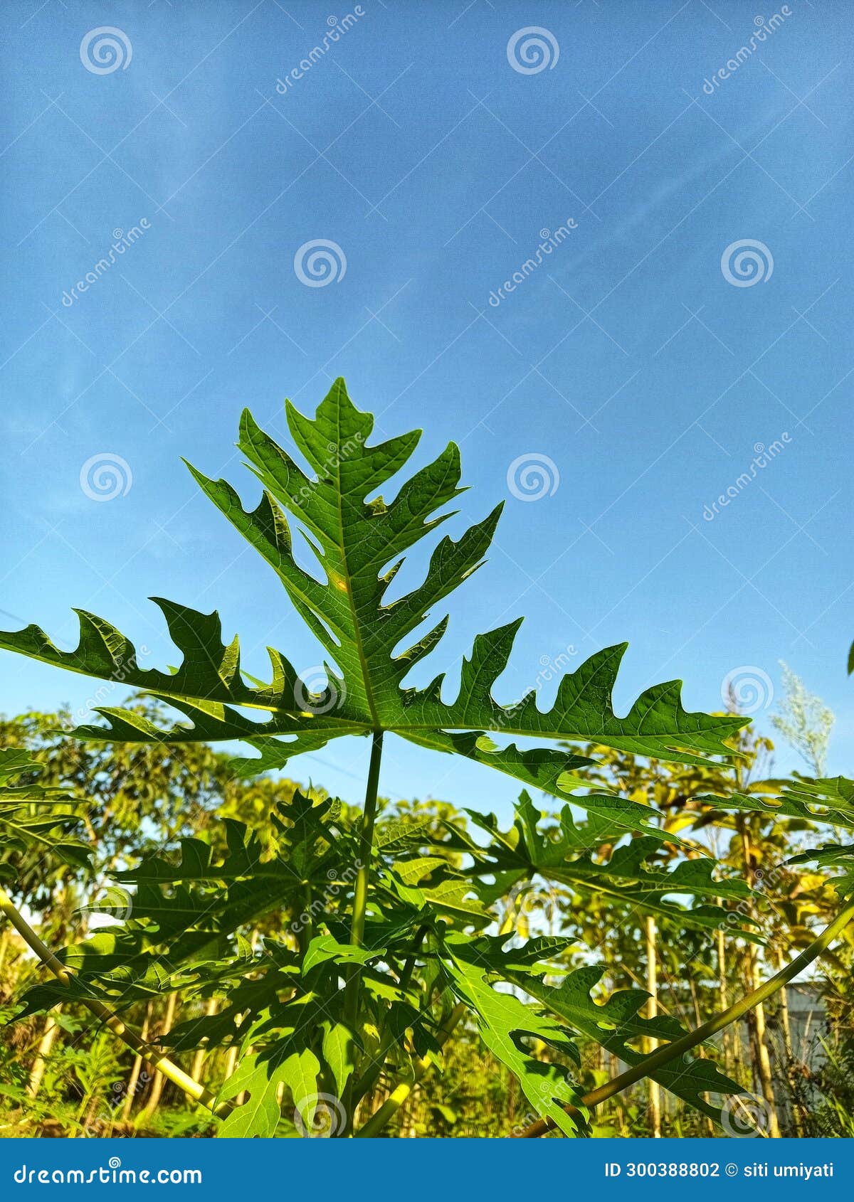 This Very Fertile Papaya Tree is only 3 Months Old? Stock Photo - Image ... This Very Fertile Papaya Tree is only 3 Months Old? Stock Photo - Image ...