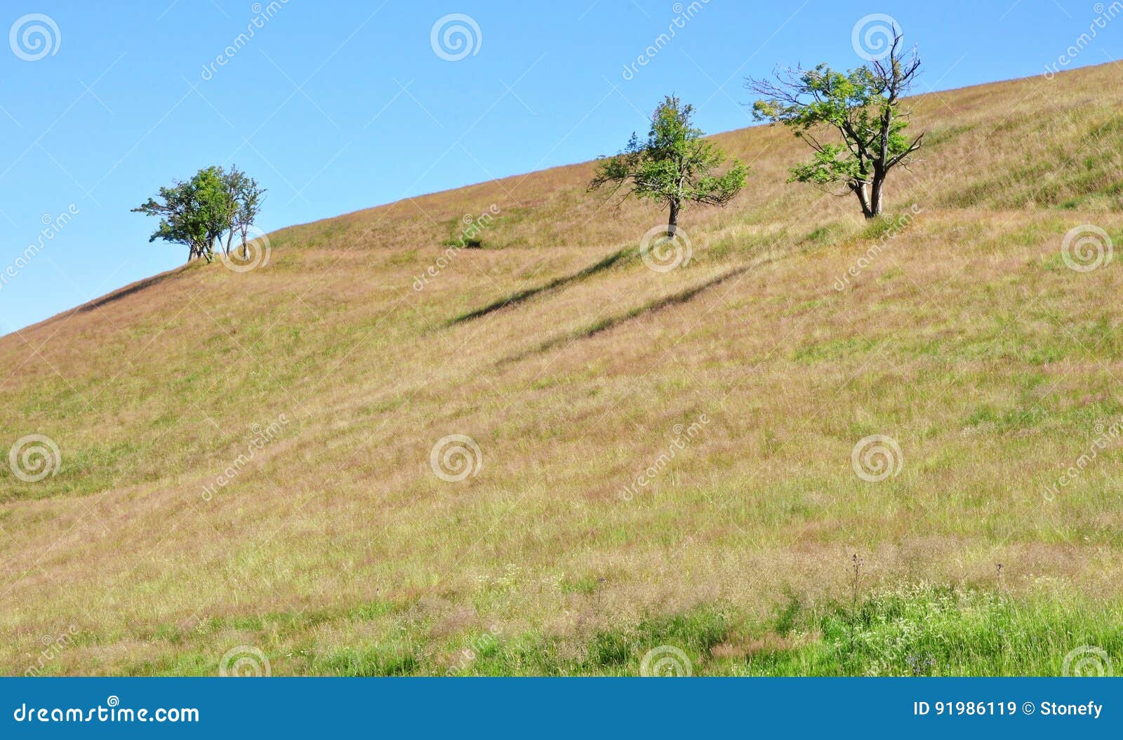 Very Few Trees in the Landscape Stock Image - Image of growth, land ...