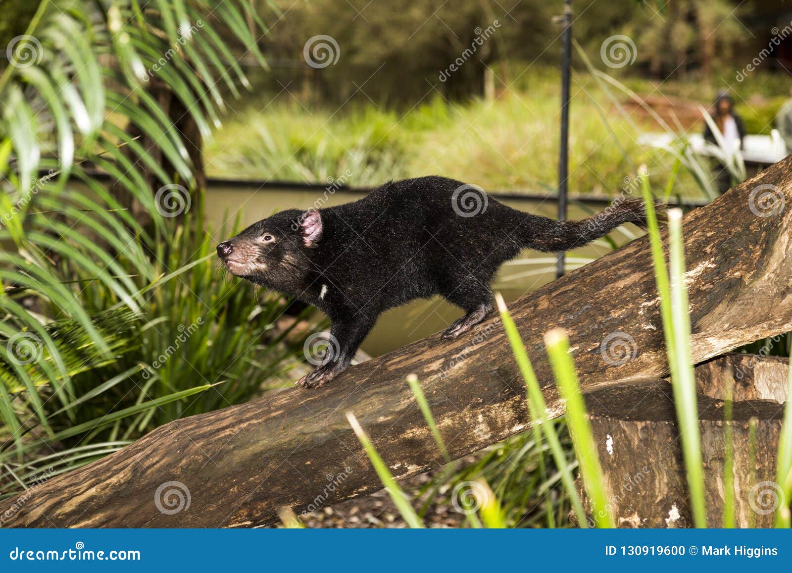 Tasmanian Devil from Australia Stock Photo - Image of rare, character ...