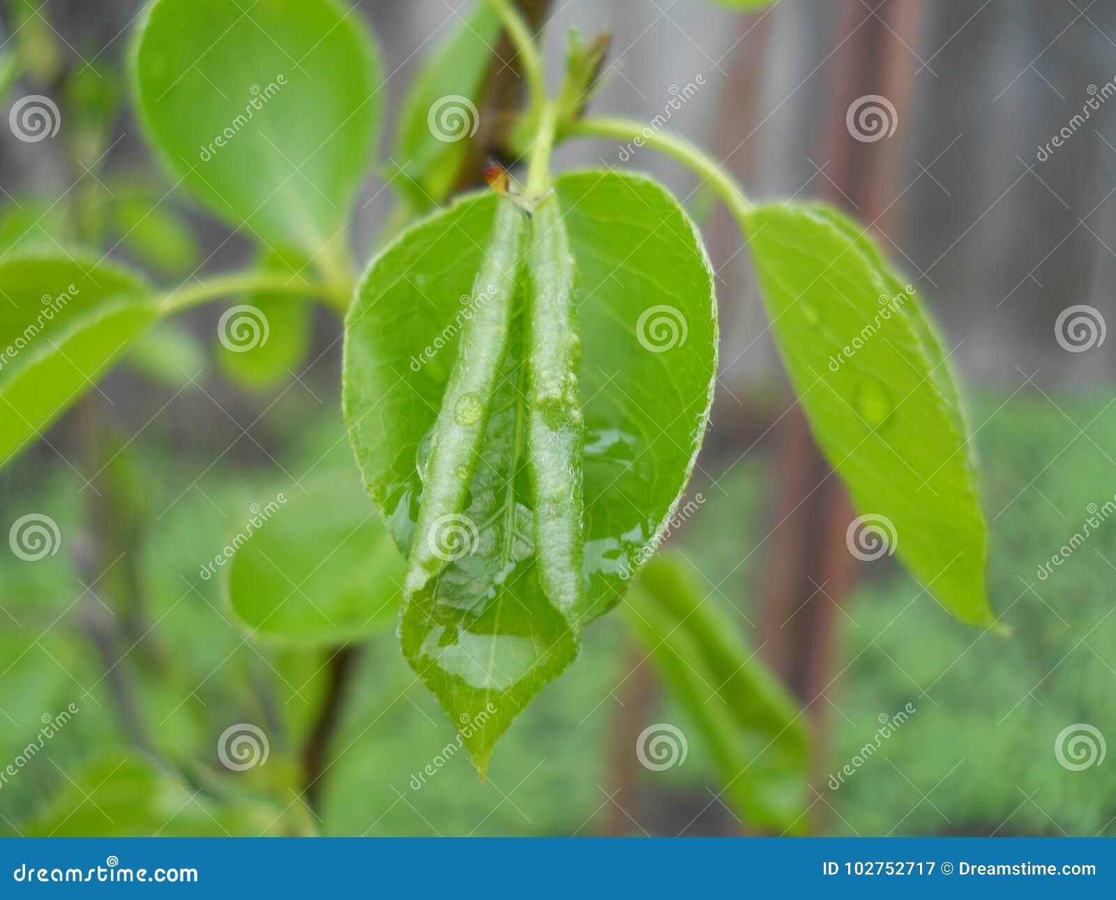 Pears leaf stock image. Image of nature, water, greenery - 102752717