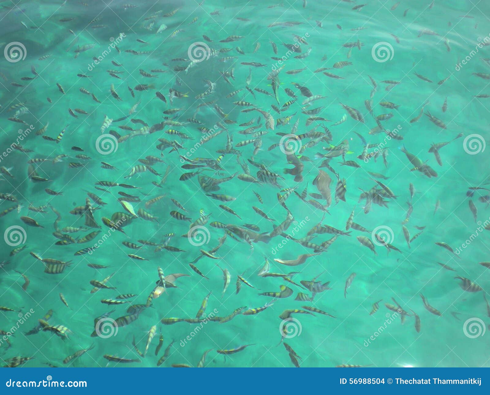 A very fish in sea stock photo. Image of reef, coral - 56988504
