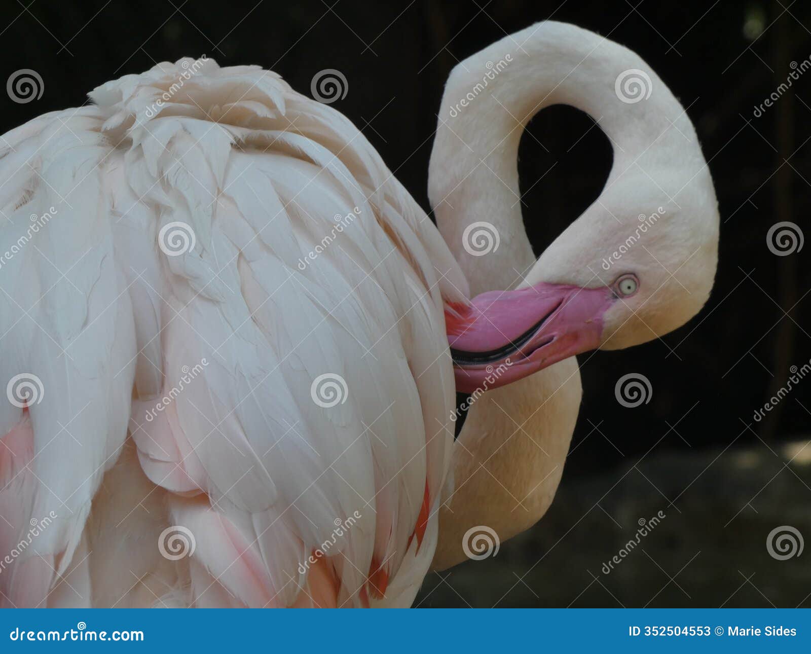 Very Flexible Baby Biting And Sucking His Feet And Hands Royalty-Free ...